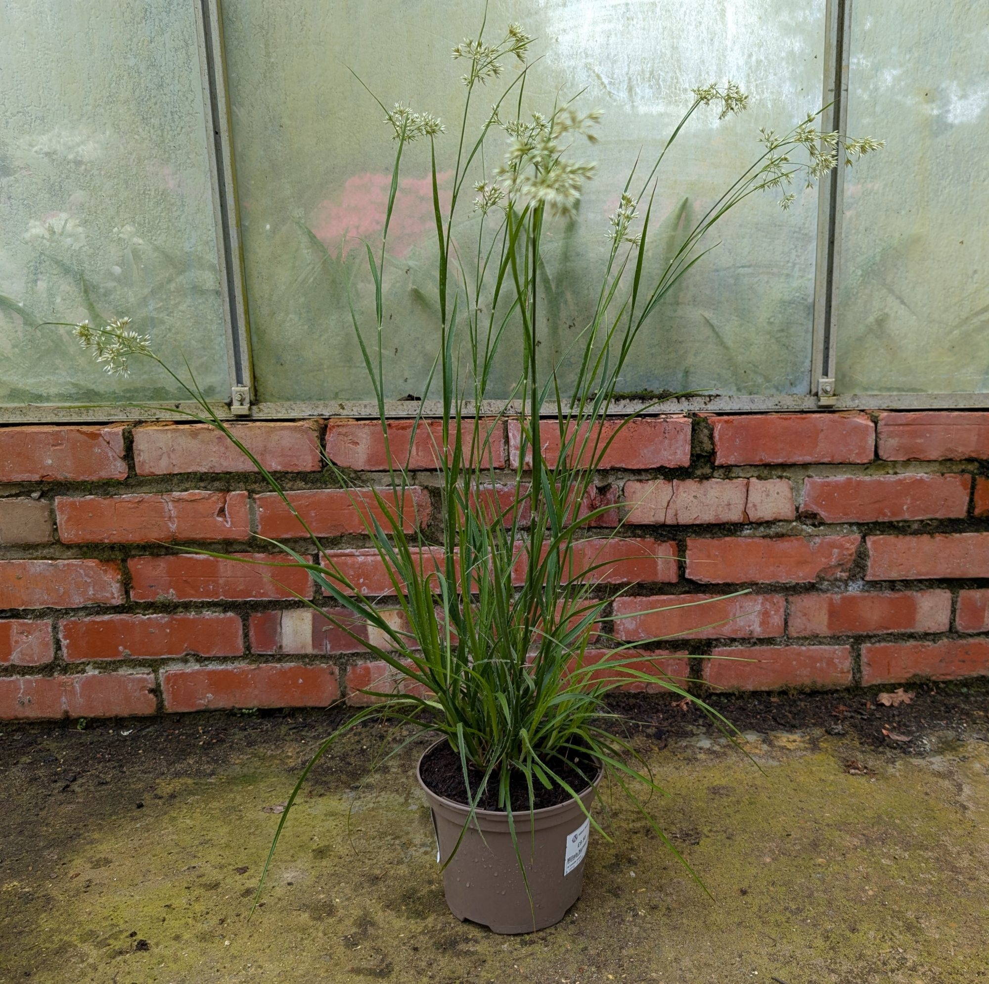 Luzula nivea - Companion Plants - Millais Nurseries