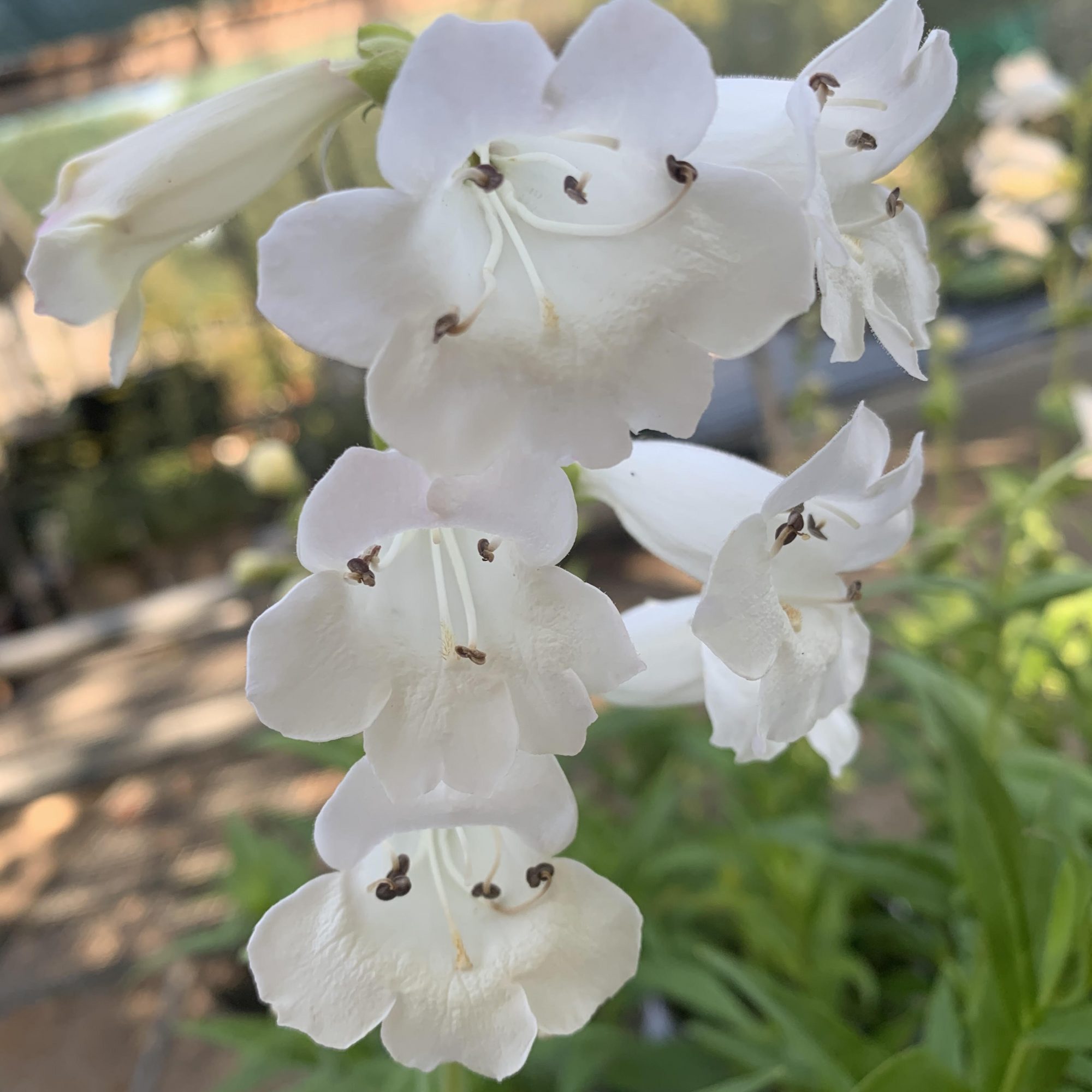 Penstemon 'Snowstorm' (White Bedder) - Companion Plants - Millais Nurseries