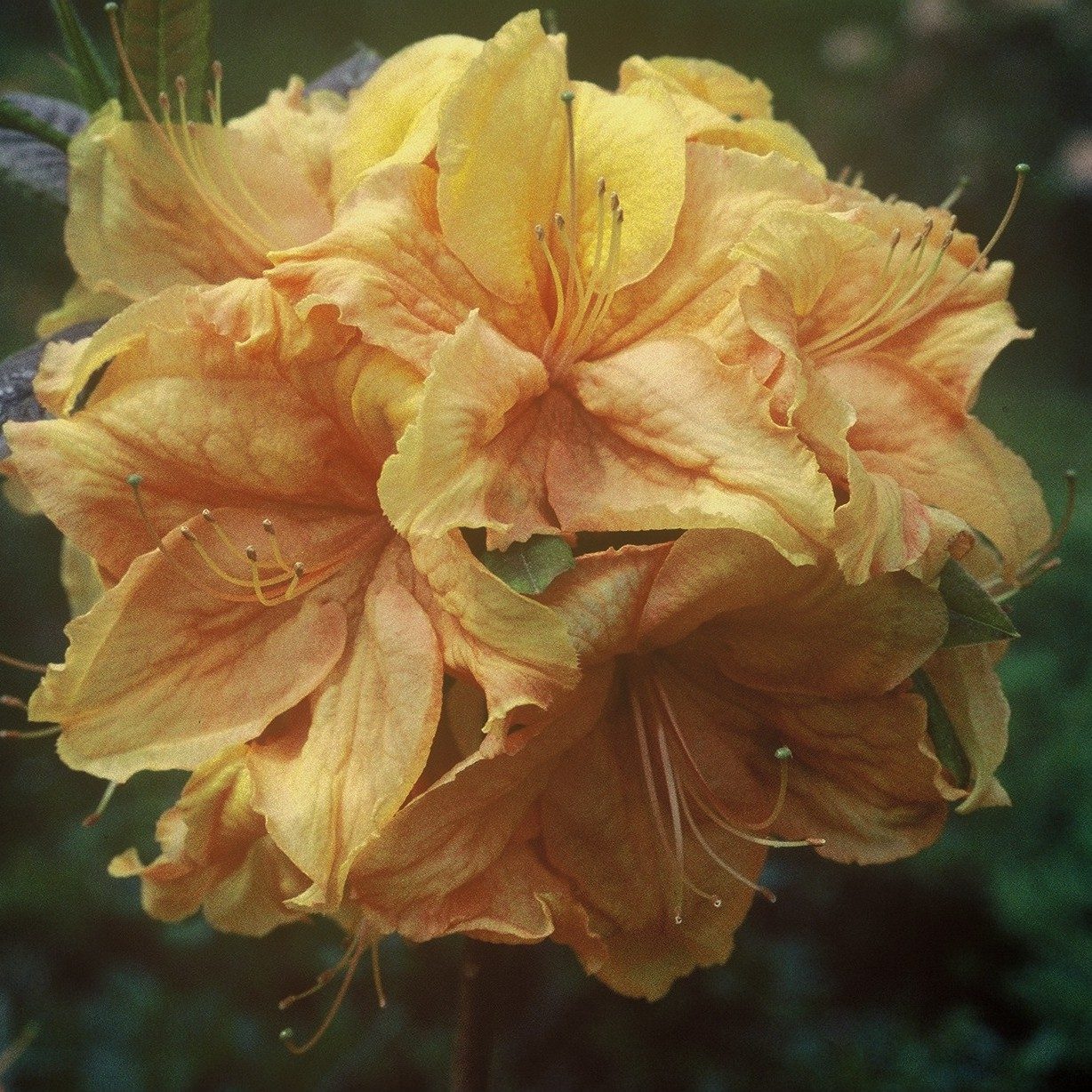 Ilam Ming Deciduous Azalea - Buy Rhododendron Ilam Ming online ...