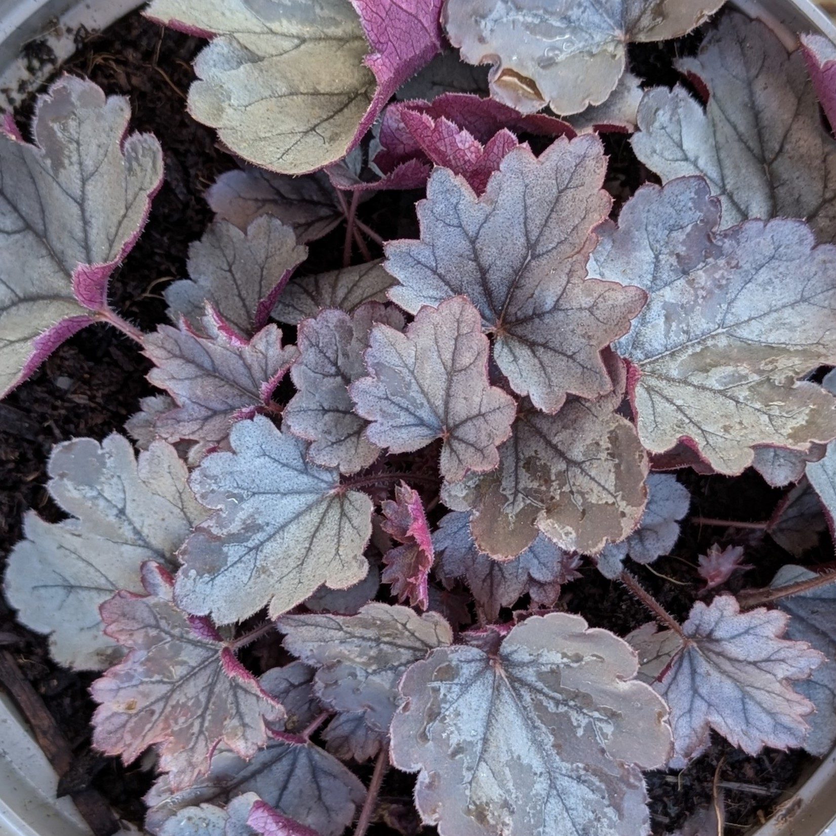 Heuchera 'Silver Gumdrop' - Companion Plants - Millais Nurseries