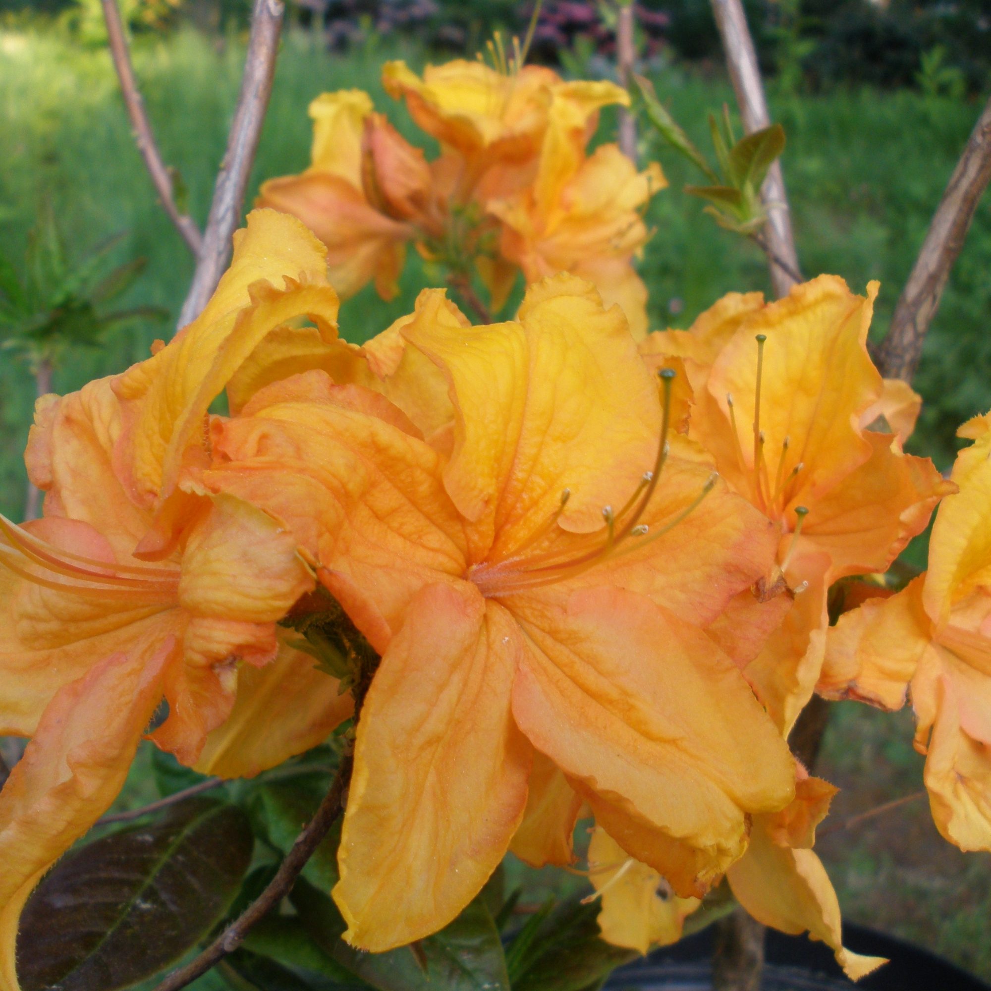 Ilam Ming Deciduous Azalea - Buy Rhododendron Ilam Ming online ...