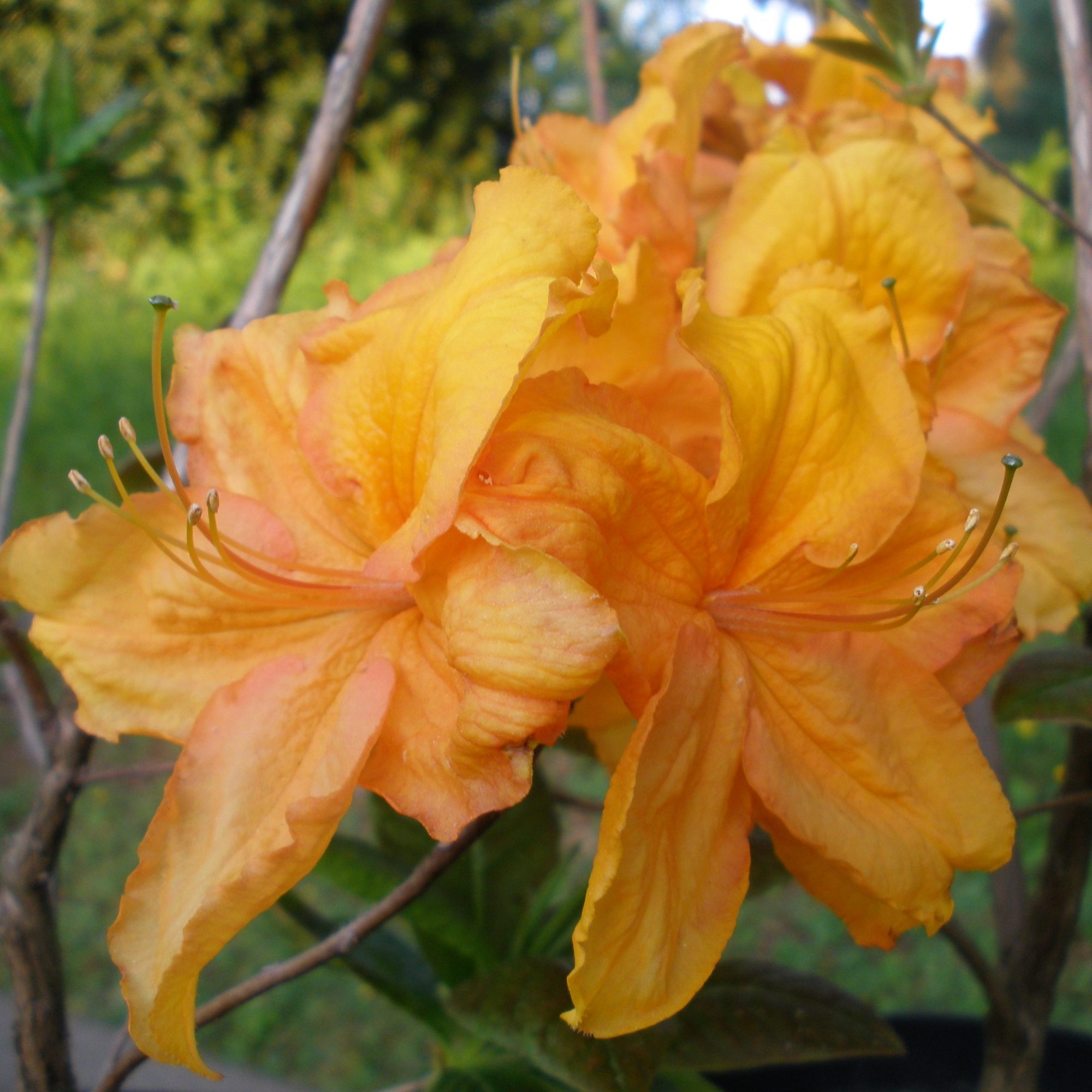 Ilam Ming Deciduous Azalea - Buy Rhododendron Ilam Ming online ...