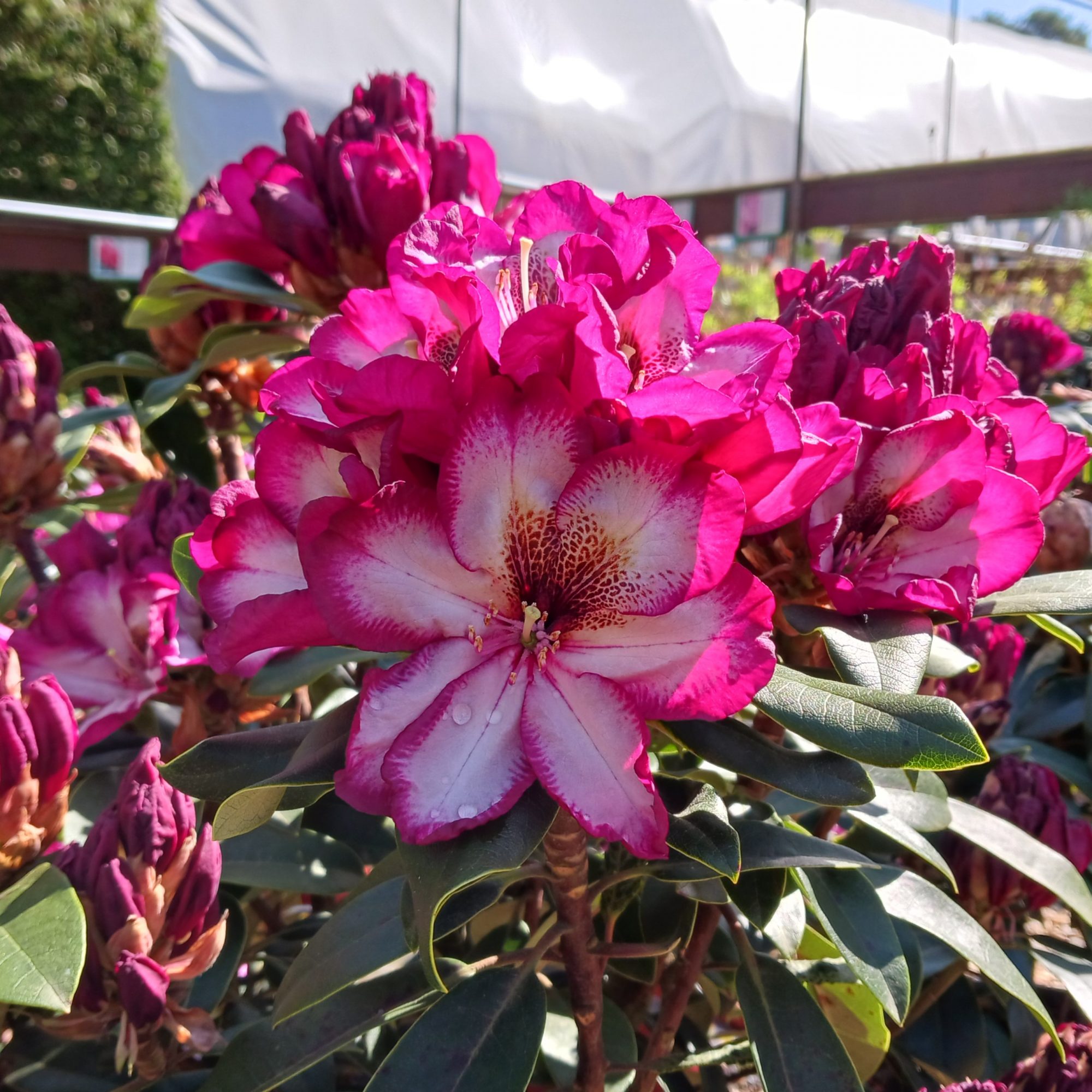 Rhododendron Midnight Mystique - Tall Hybrid Rhododendrons - Millais ...