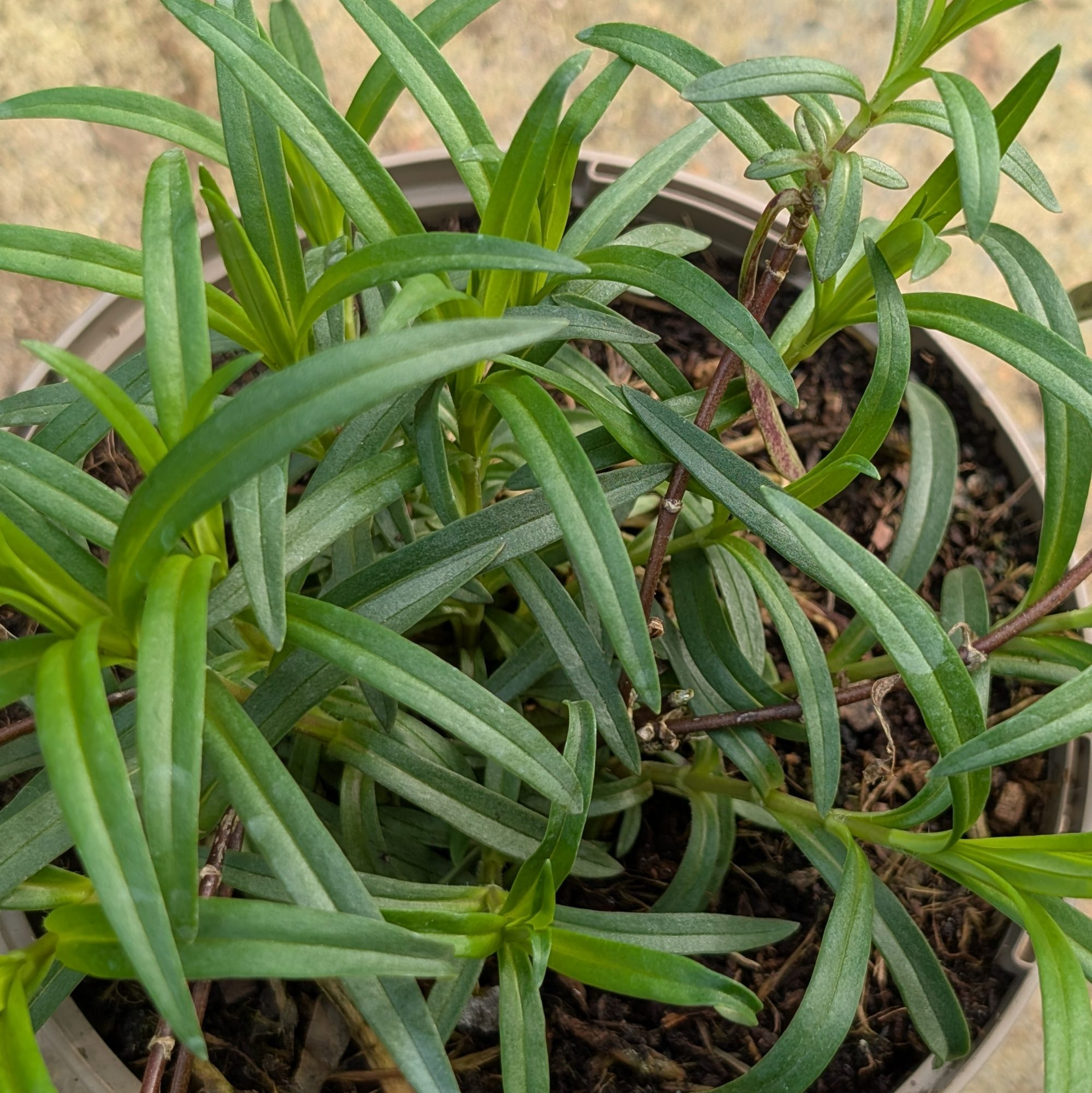 Phlox maculata 'Omega' AGM - Companion Plants - Millais Nurseries