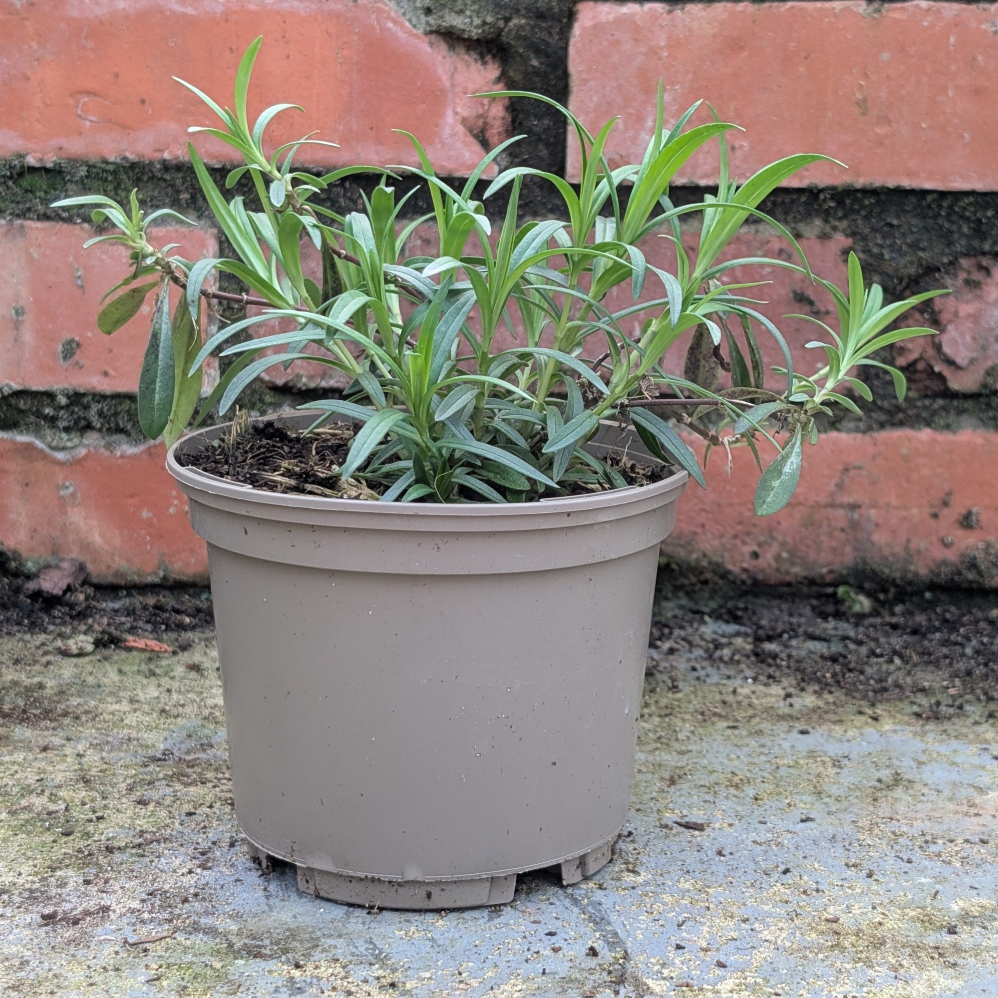 Phlox maculata 'Omega' AGM - Companion Plants - Millais Nurseries