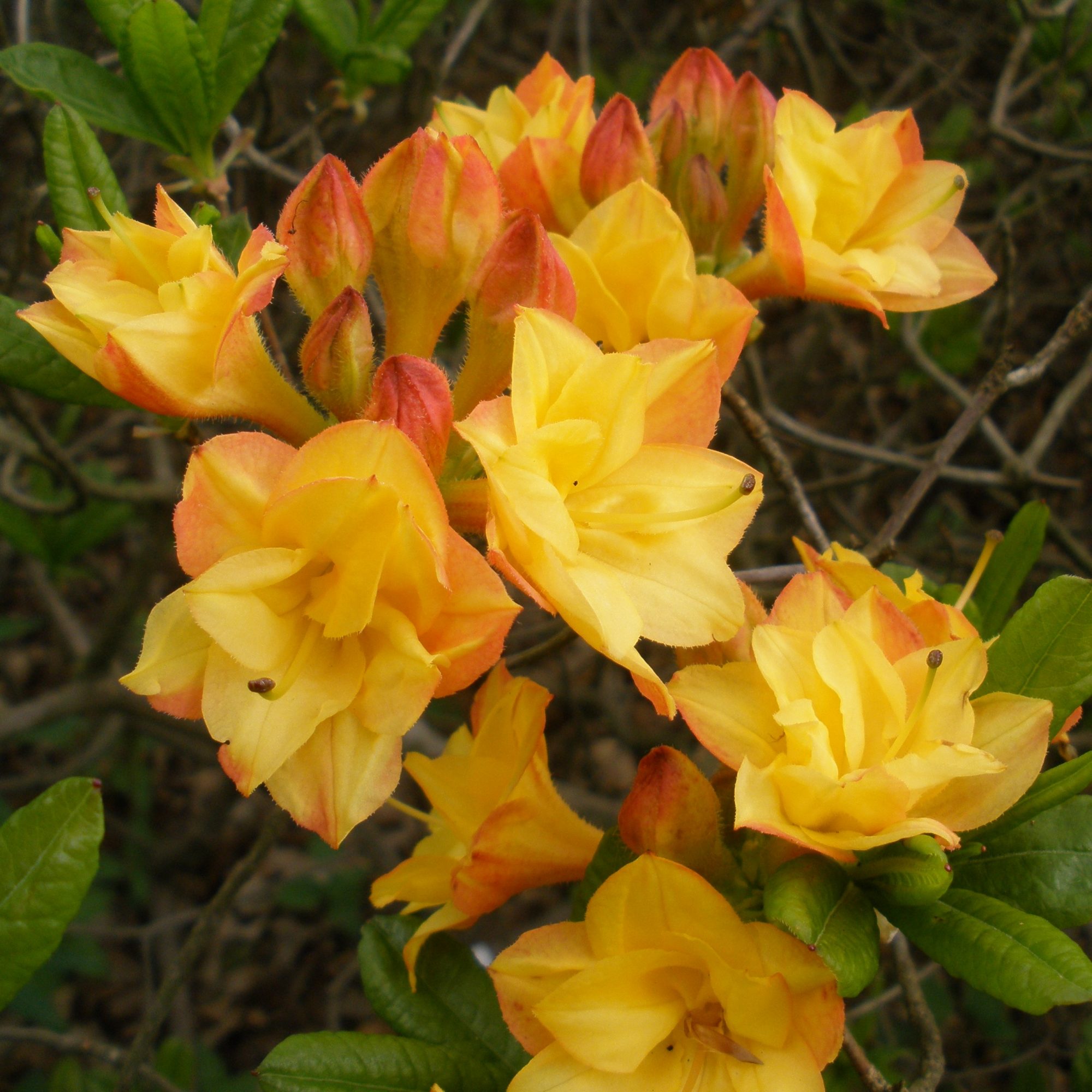 Imago Deciduous Azalea - Buy Rhododendron Imago online - Millais Nurseries