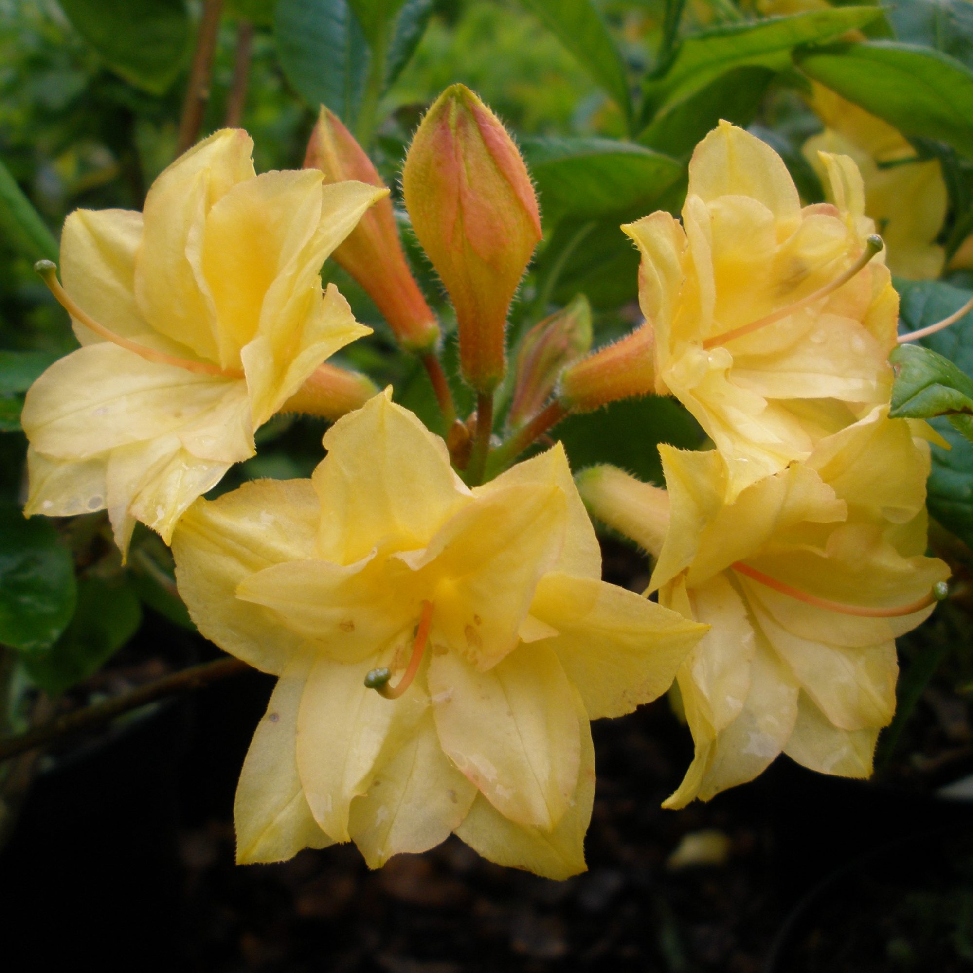 Imago Deciduous Azalea - Buy Rhododendron Imago online - Millais Nurseries