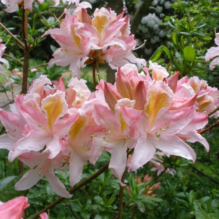Irene Koster Deciduous Azalea - Buy Rhododendron Irene Koster online ...
