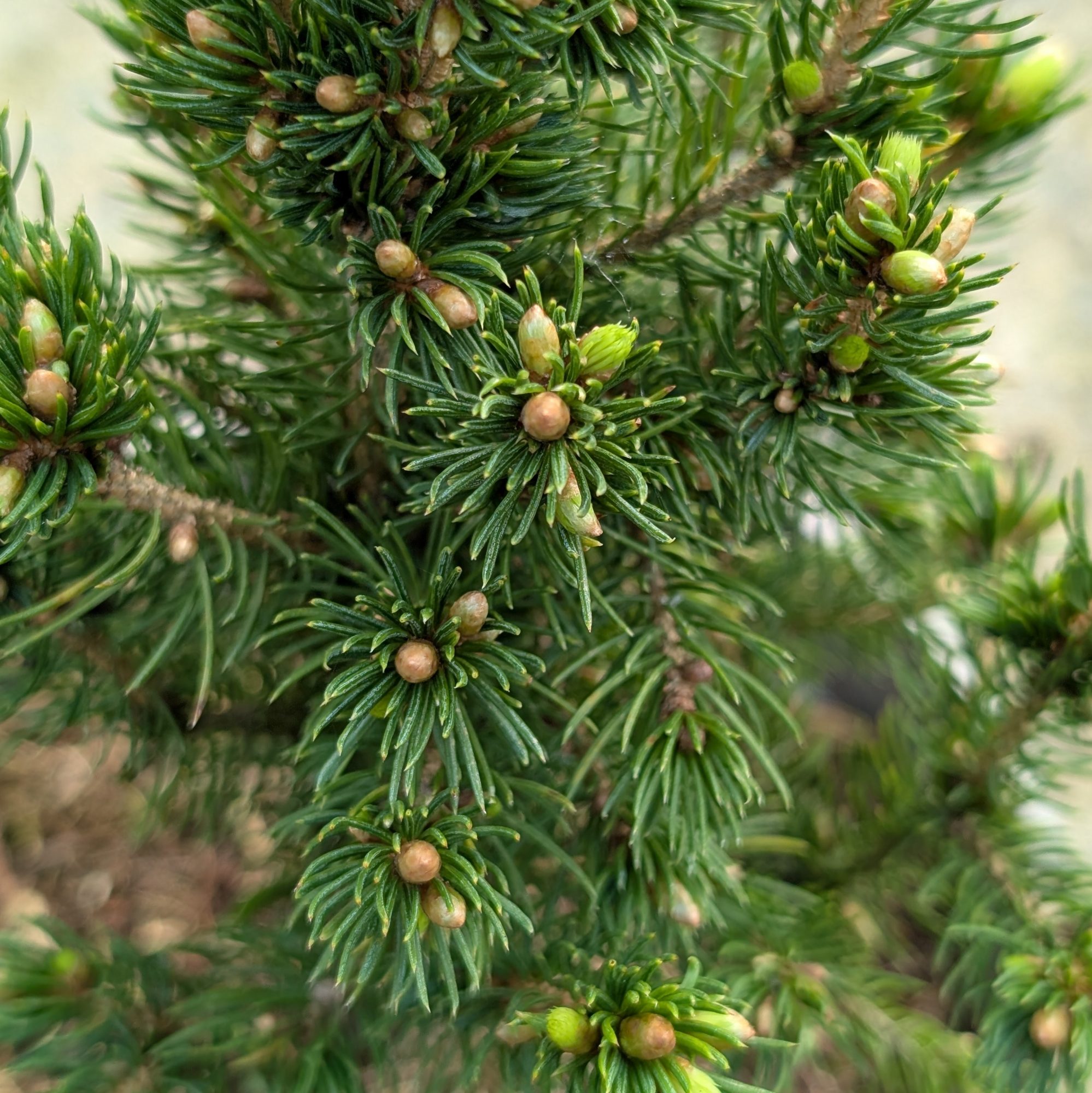 Picea glauca var. albertiana 'J.W. Daisy's White' AGM - Choice Plants ...
