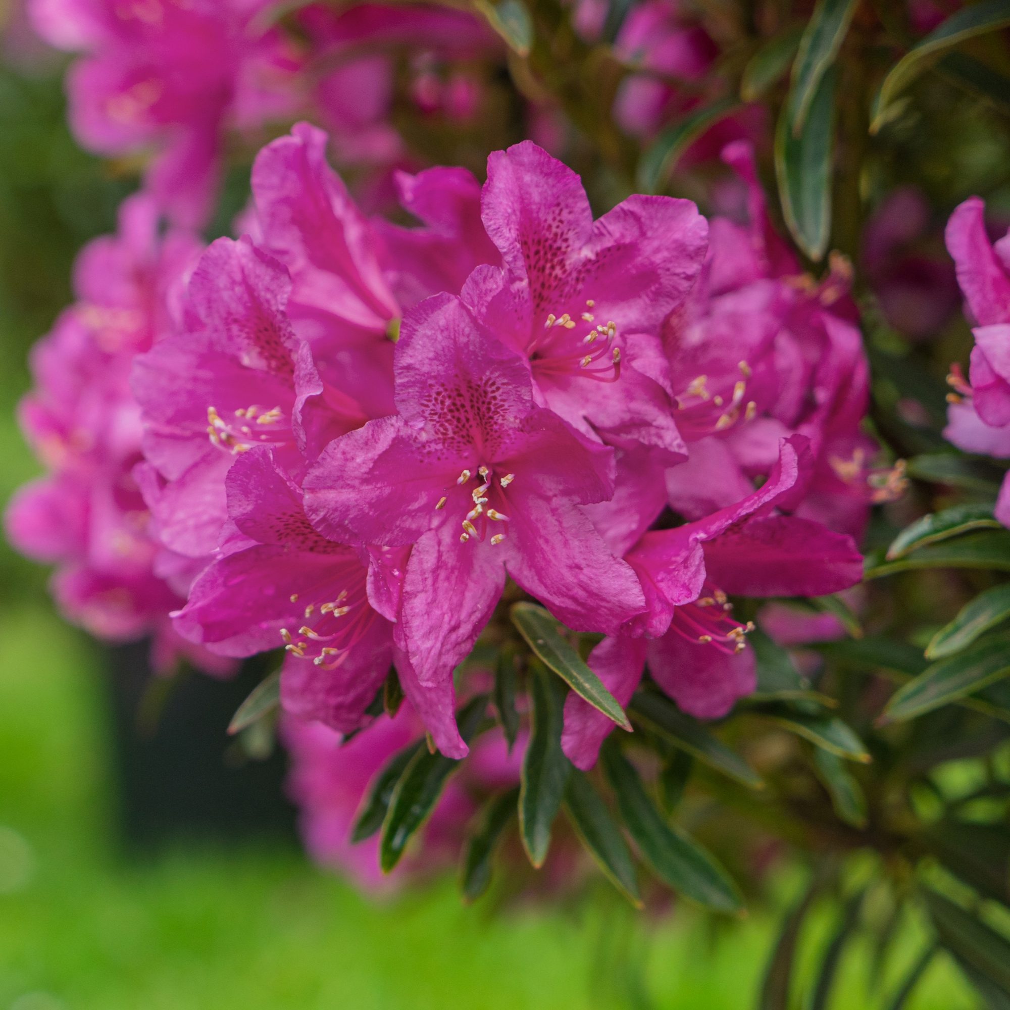 Rhododendron 'Grazeasy Dark Pink' INKARHO - INKARHO Lime-tolerant ...