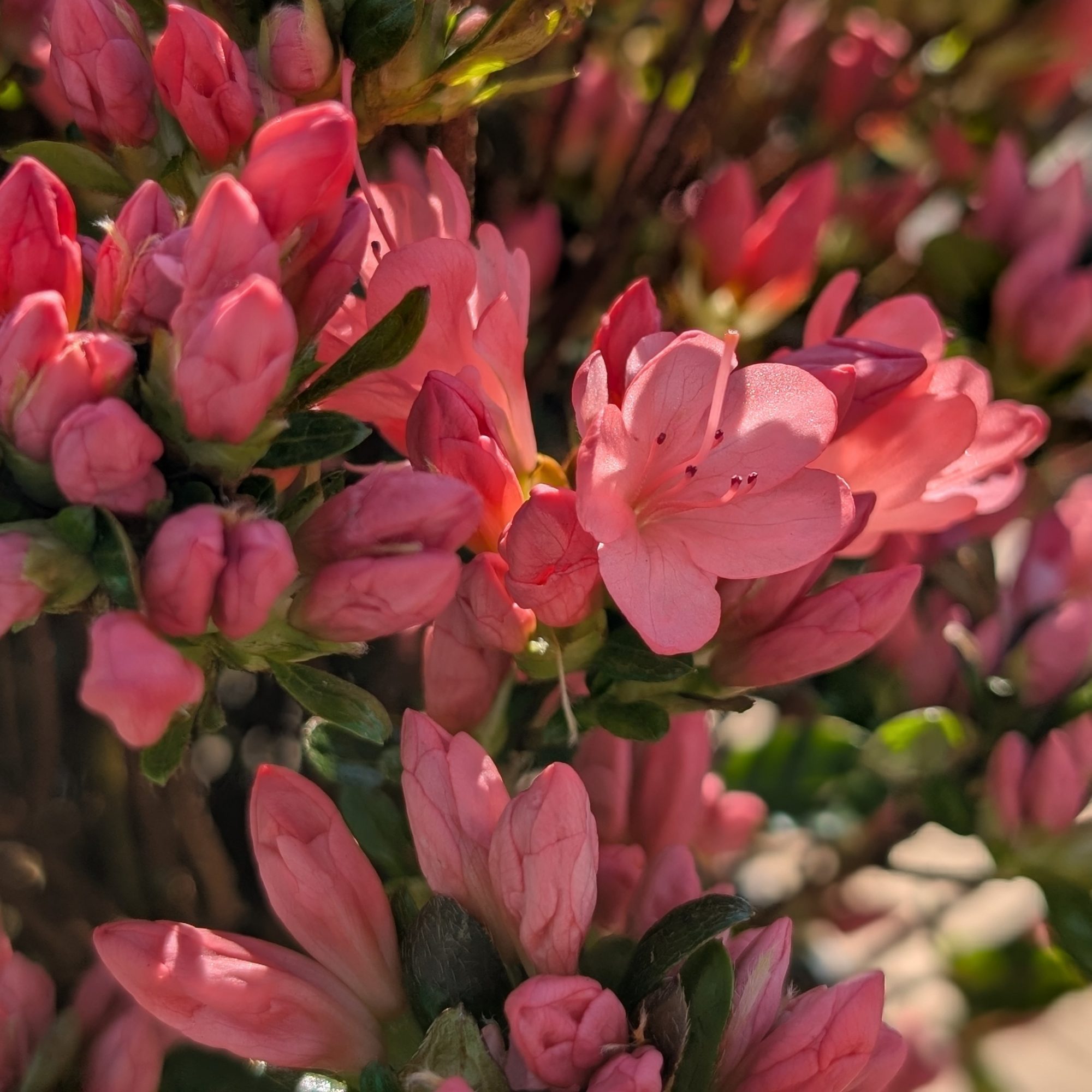 Evergreen Azalea Rex - Evergreen Azaleas - Millais Nurseries