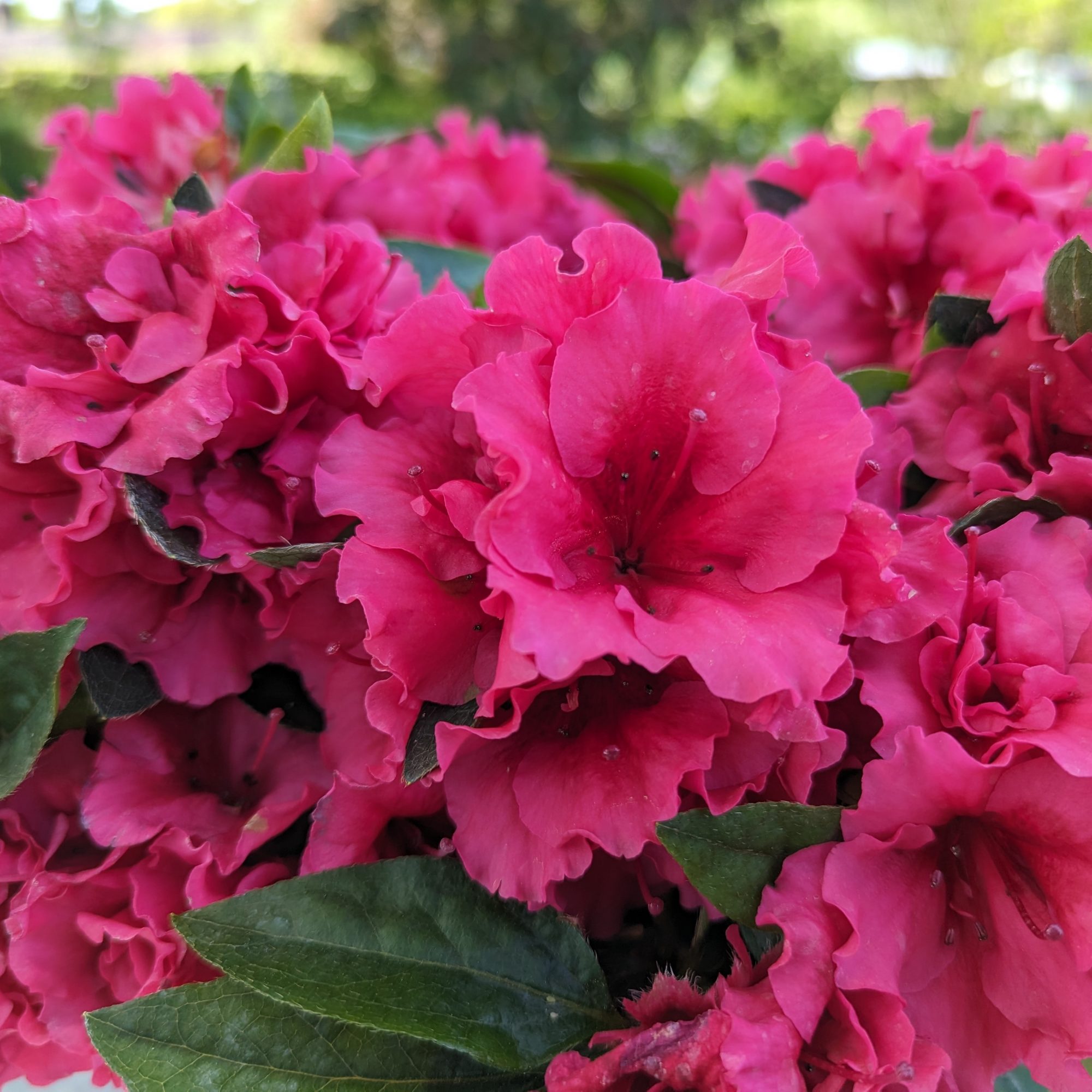 Evergreen Azalea Red Wing - Evergreen Azaleas - Millais Nurseries