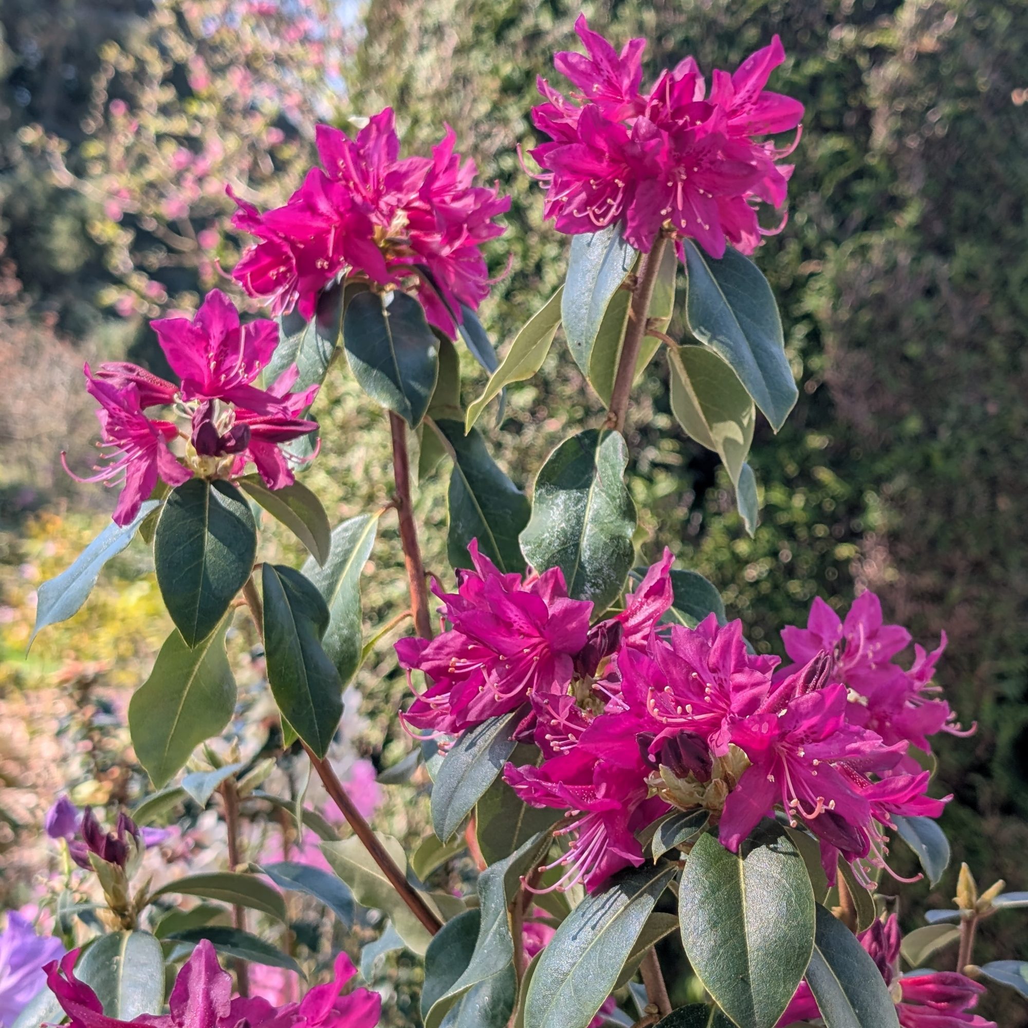 Rhododendron concinnum Pseudoyanthinum 'Tower Court Red' - Small Leaved ...