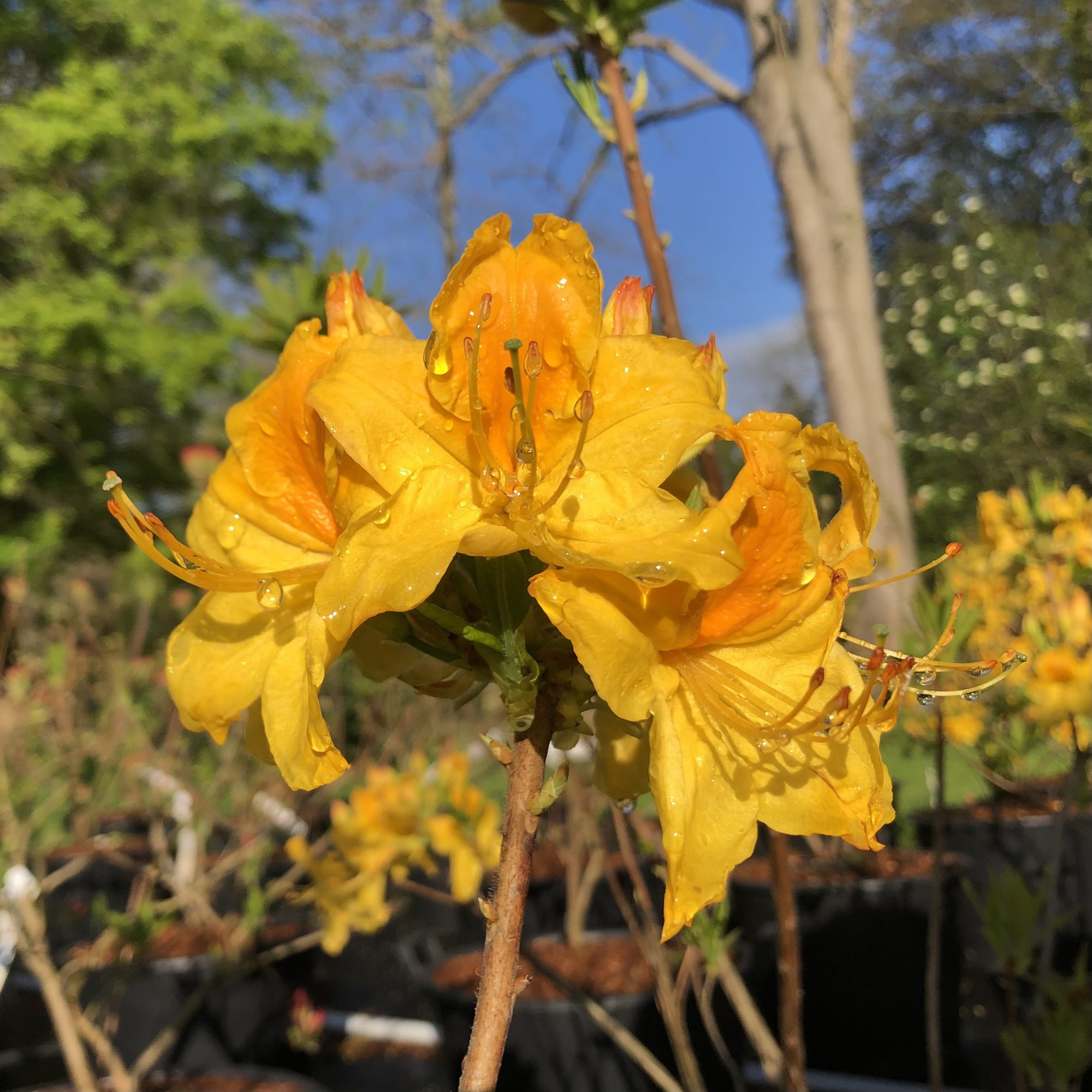 Deciduous Azalea Golden Oriole AGM - Deciduous Azaleas - Millais Nurseries