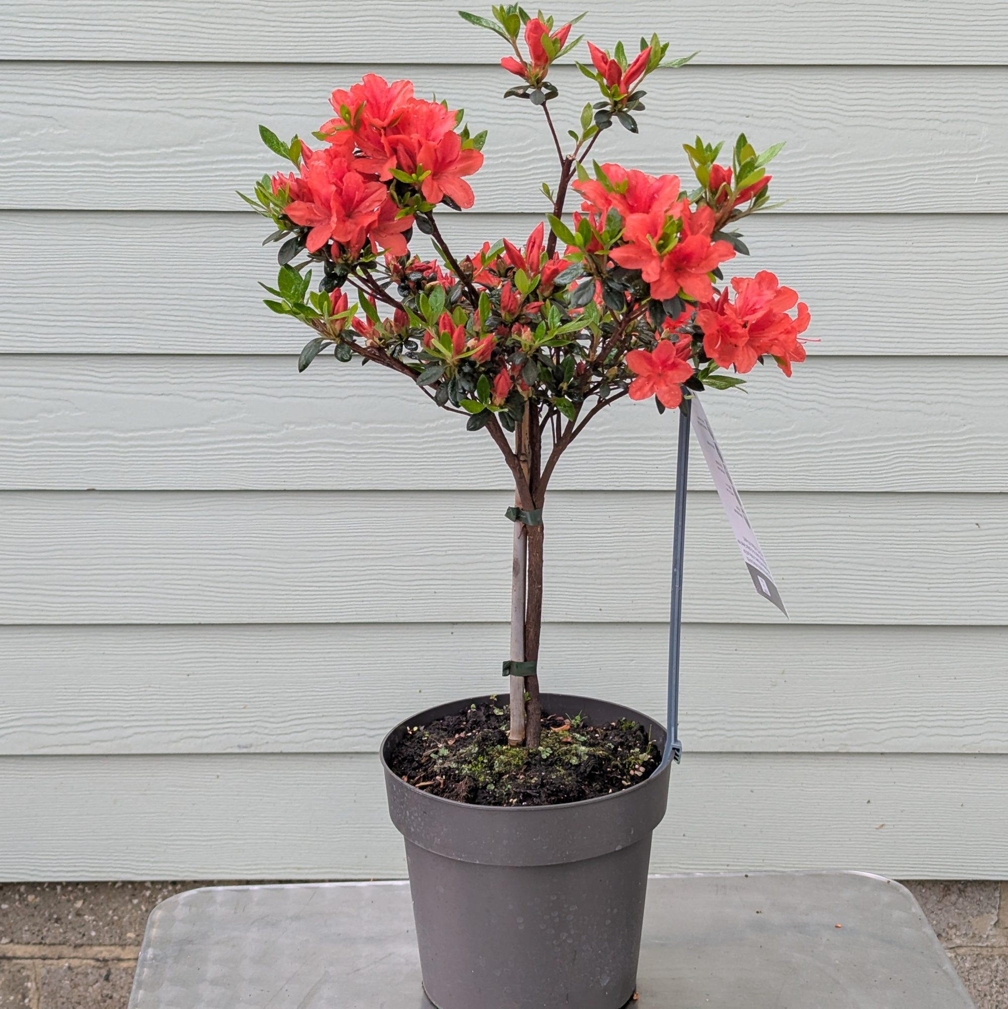 Evergreen Azalea Juliette STANDARD - Standards - Millais Nurseries