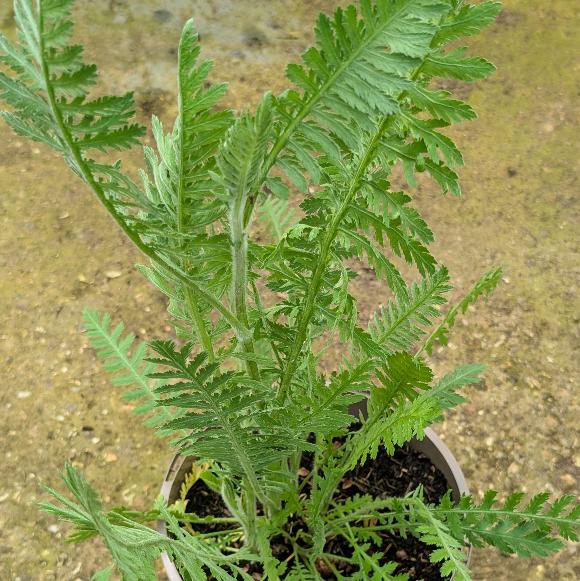 Achillea Cloth Of Gold AGM - Companion Plants - Millais Nurseries
