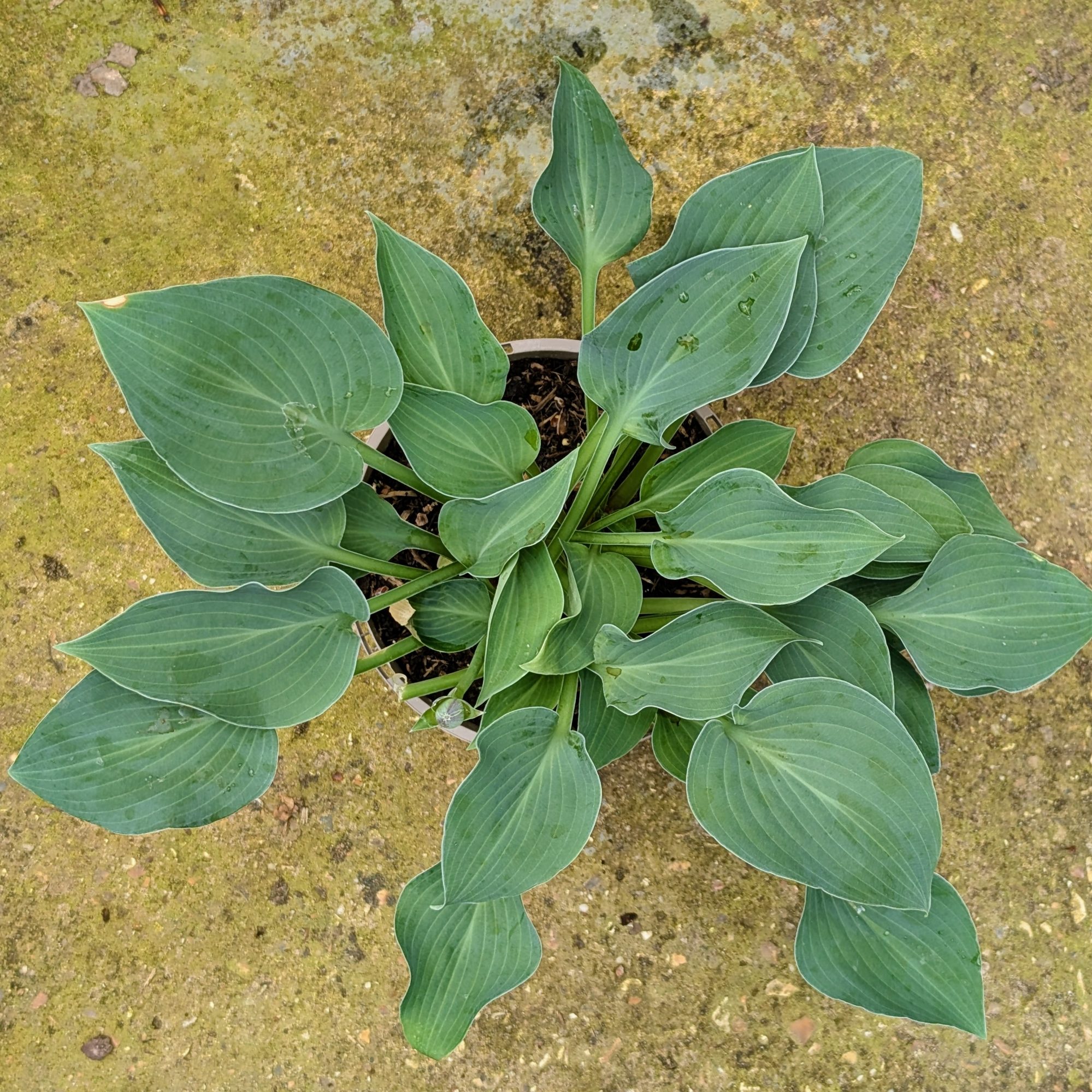 Hosta Halcyon AGM - Companion Plants - Millais Nurseries