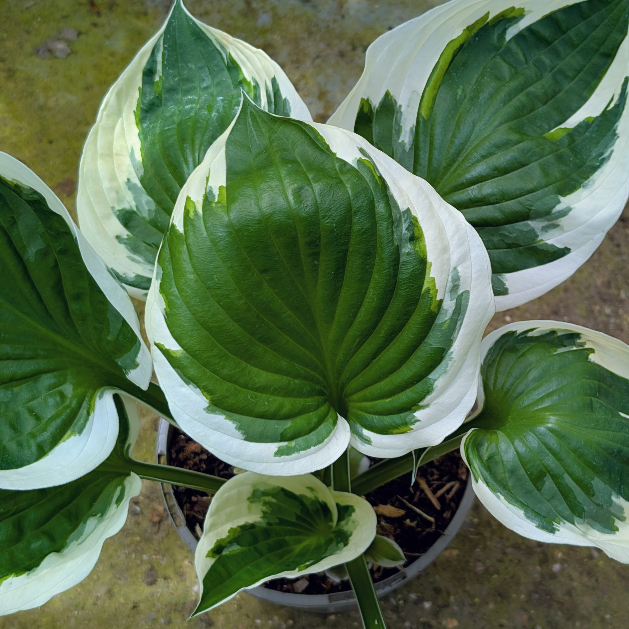Hosta Minuteman AGM - Companion Plants - Millais Nurseries