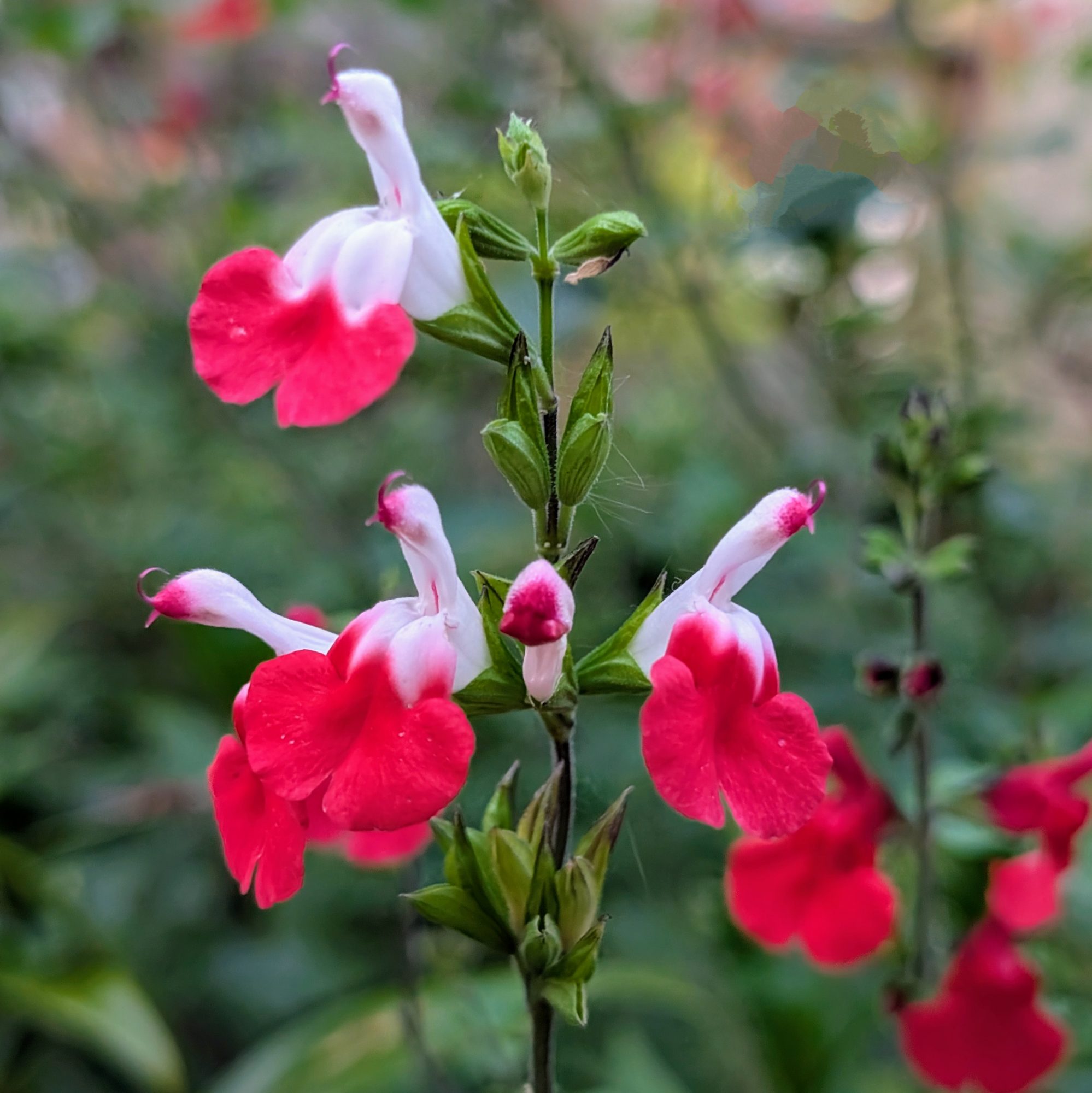 Salvia Hot Lips AGM - Companion Plants - Millais Nurseries