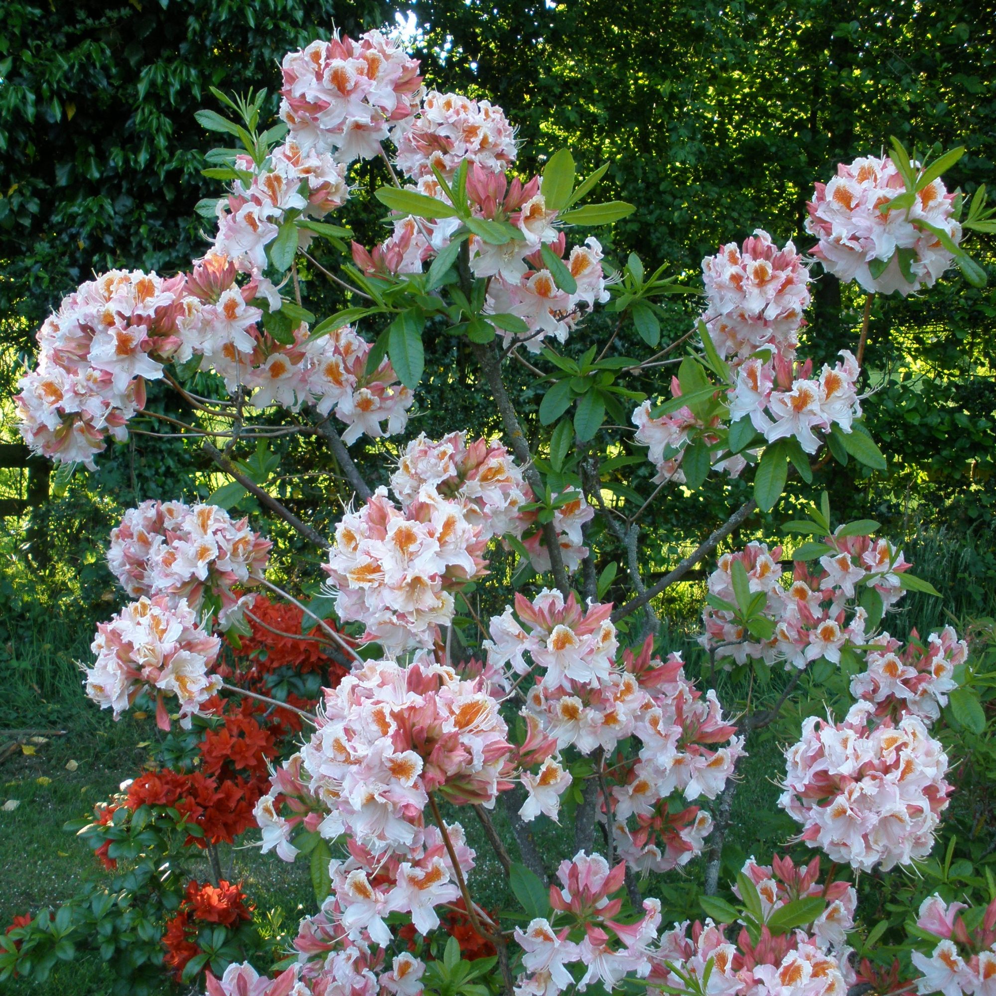 Jock Brydon Deciduous Azalea - Buy Rhododendron Jock Brydon online ...