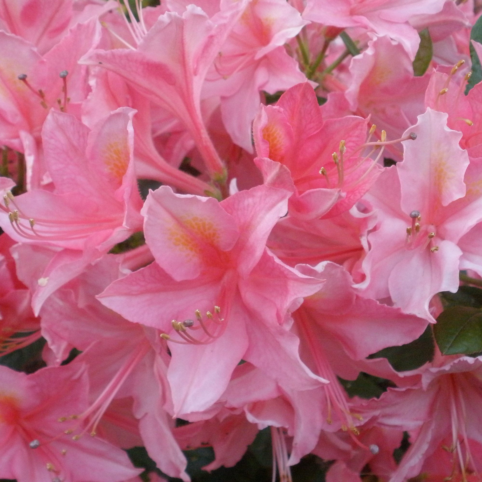 Jolie Madame Deciduous Azalea - Buy Rhododendron Jolie Madame online ...