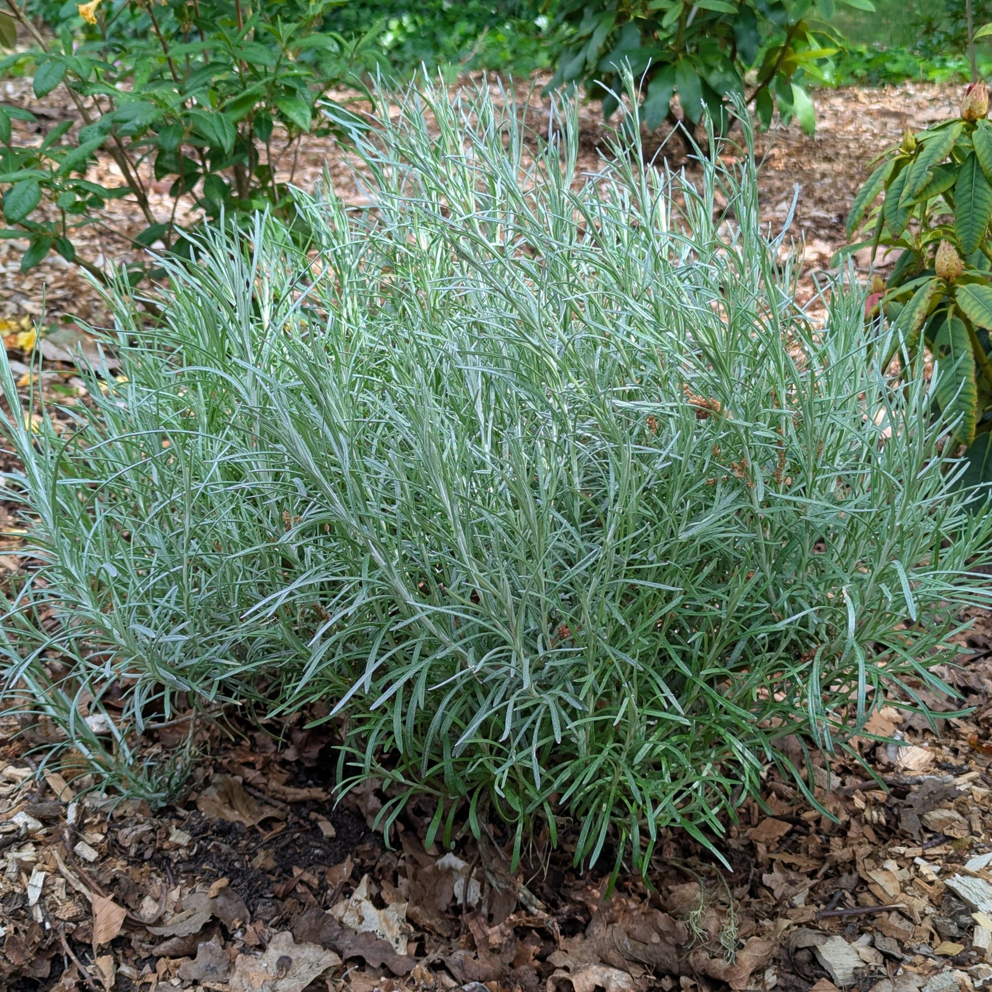 Helichrysum italicum (Curry Plant) - Companion Plants - Millais Nurseries