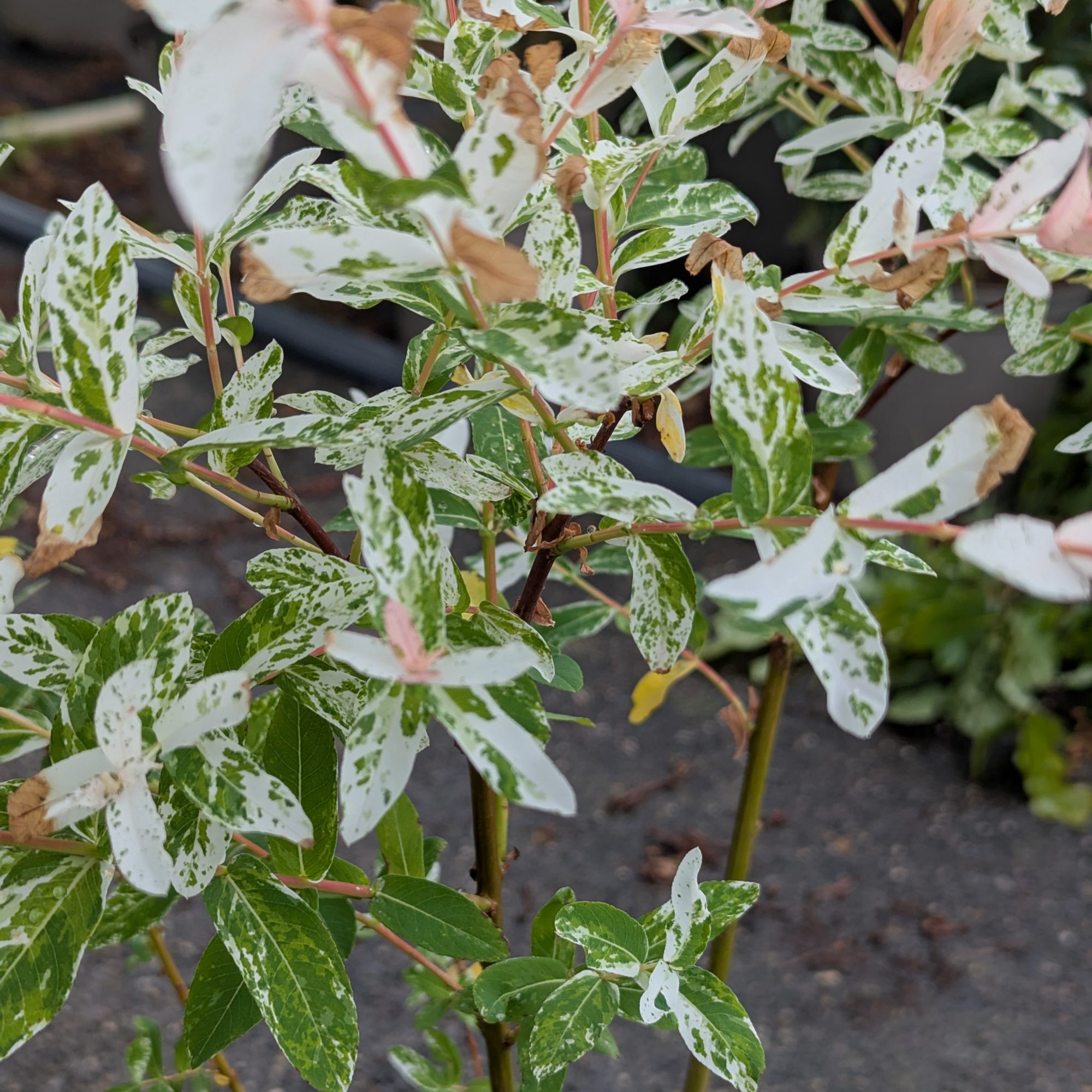 Salix integra 'Hakuro-nishiki' AGM (Flamingo Willow) - Companion Plants ...