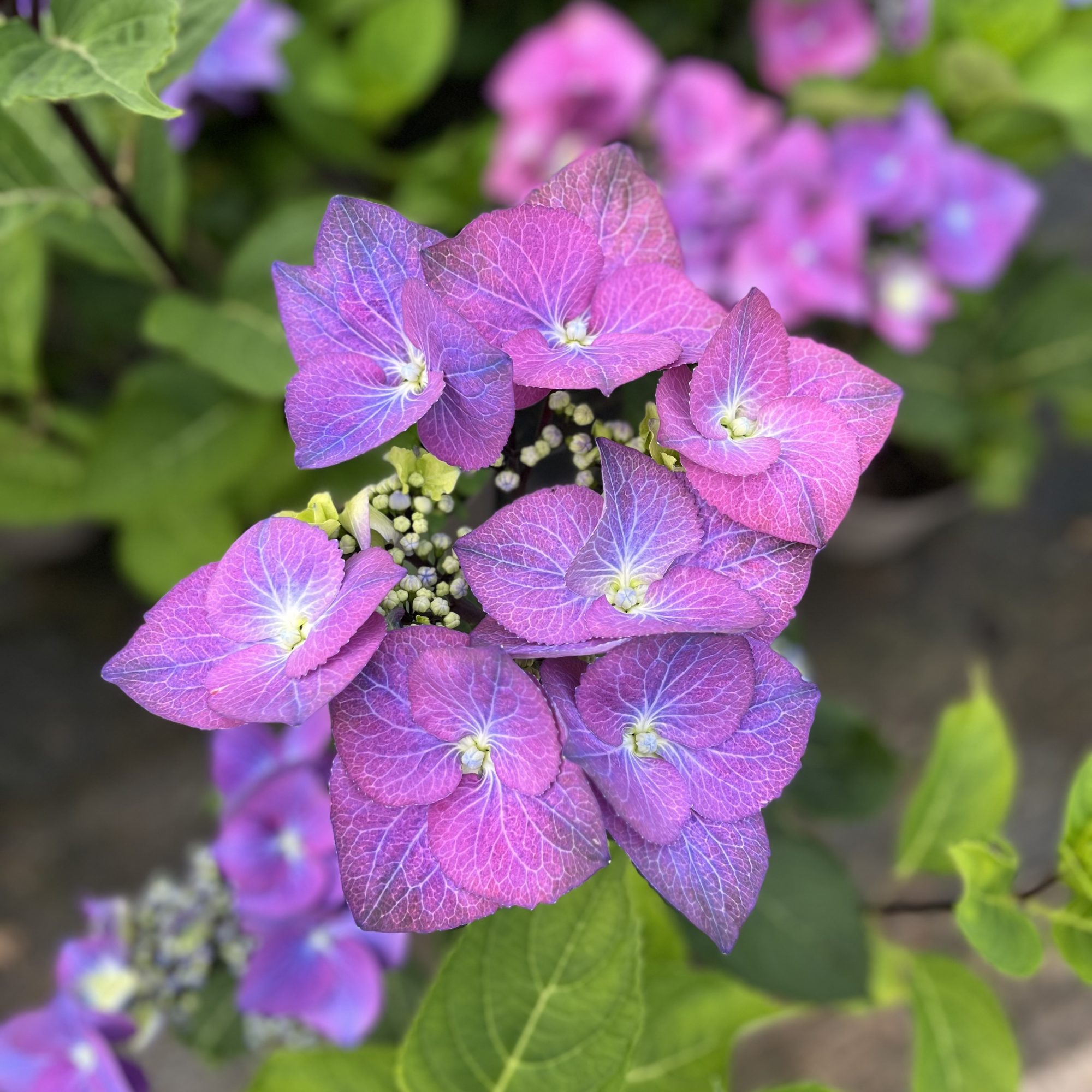 Hydrangea macrophylla 'Zorro' AGM - Hydrangeas - Millais Nurseries