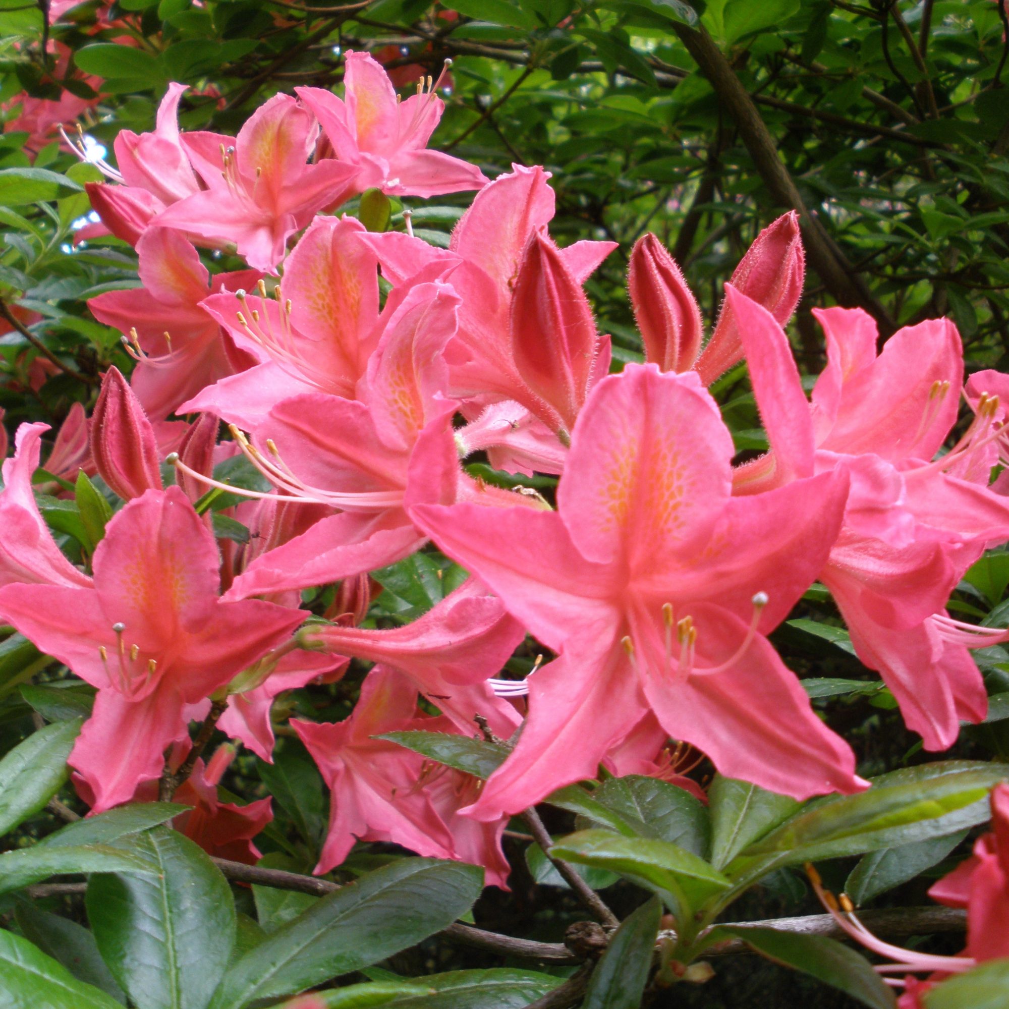 Jolie Madame Deciduous Azalea - Buy Rhododendron Jolie Madame online ...