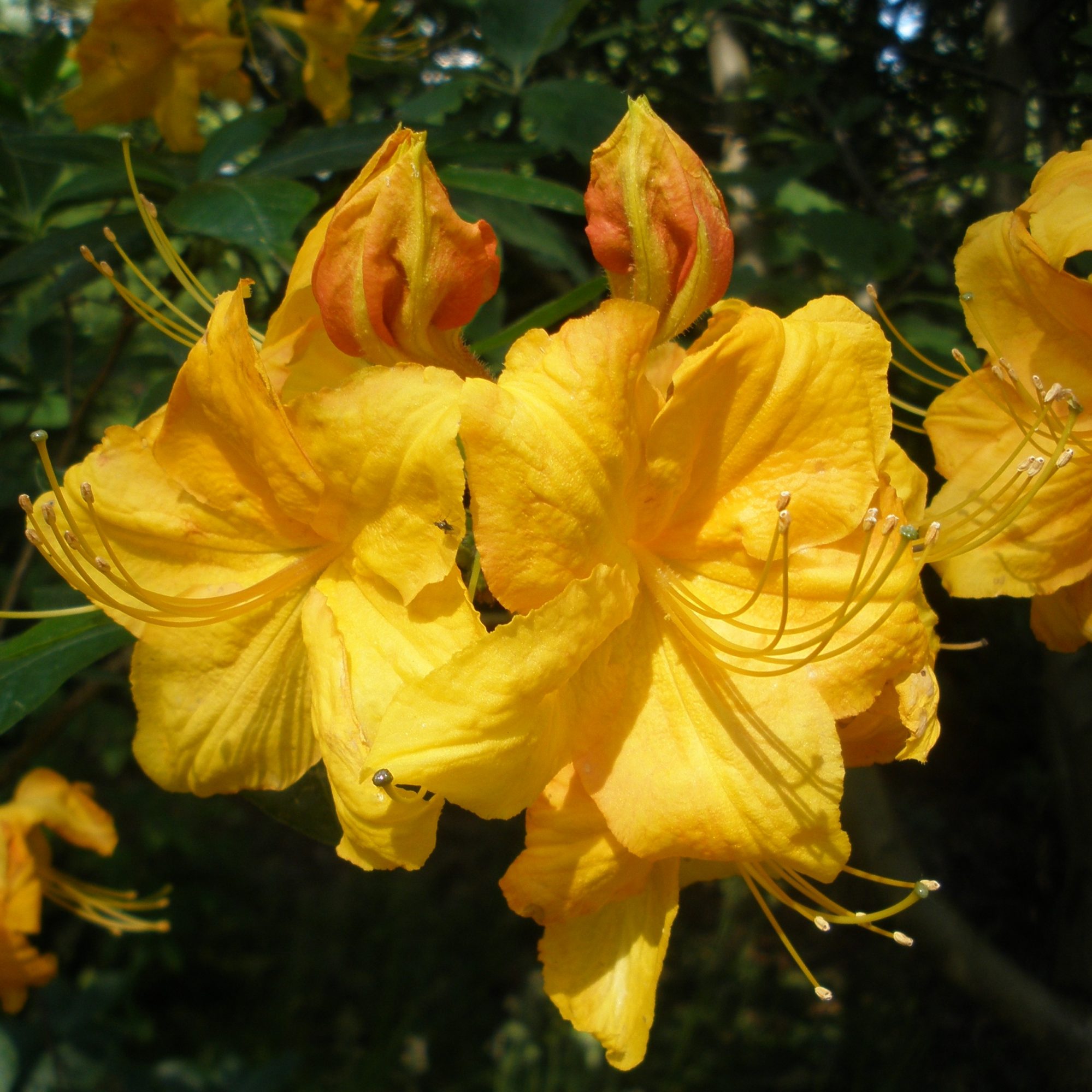 Klondyke Deciduous Azalea - Buy Rhododendron Klondyke AGM online ...