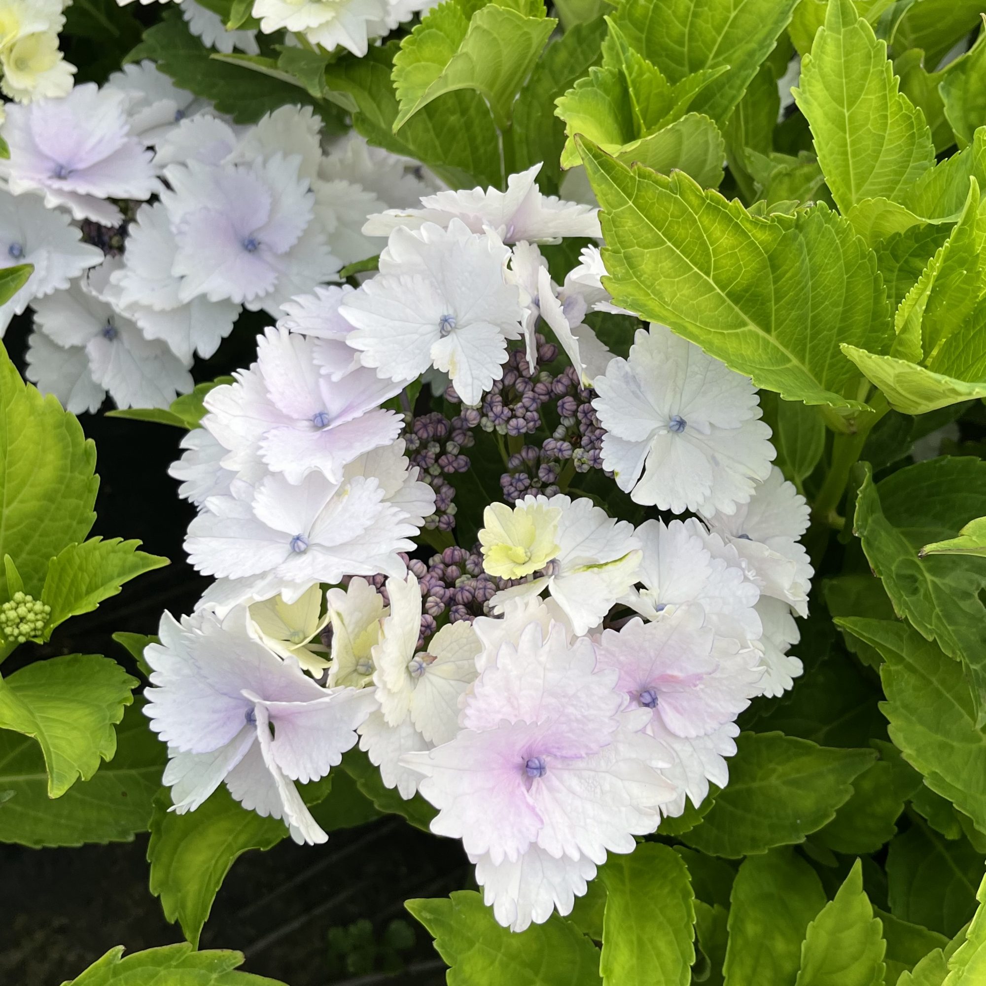 Hydrangea macrophylla 'Koria' AGM - Hydrangeas - Millais Nurseries