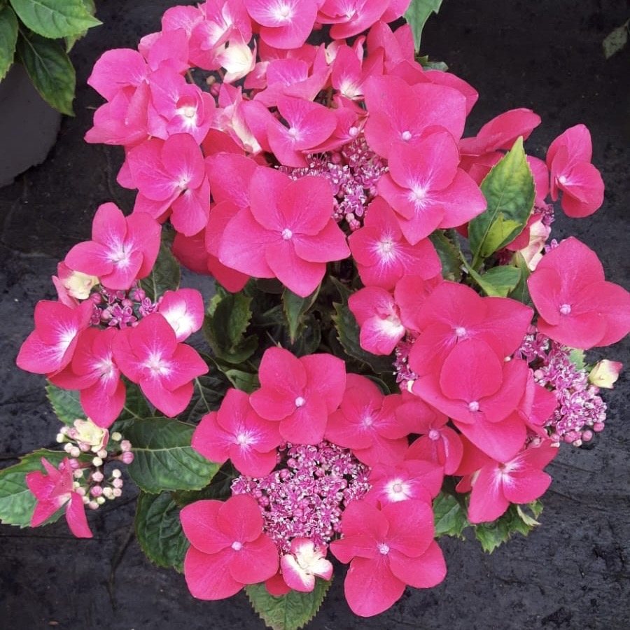 Hydrangea macrophylla 'Kardinal' AGM - Hydrangeas - Millais Nurseries