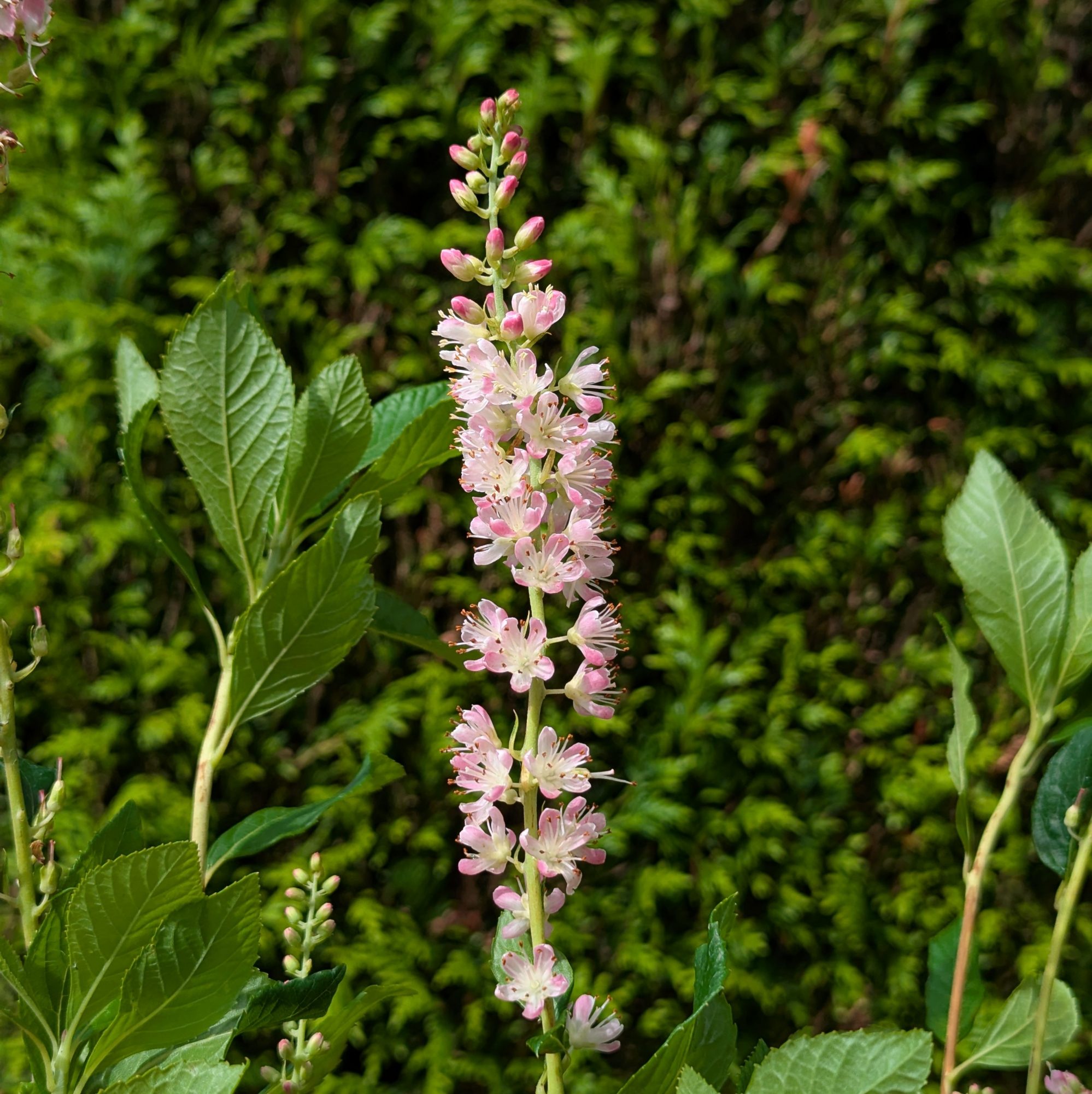 Clethra alnifolia 'Ruby Spice' AGM - Choice Plants - Millais Nurseries