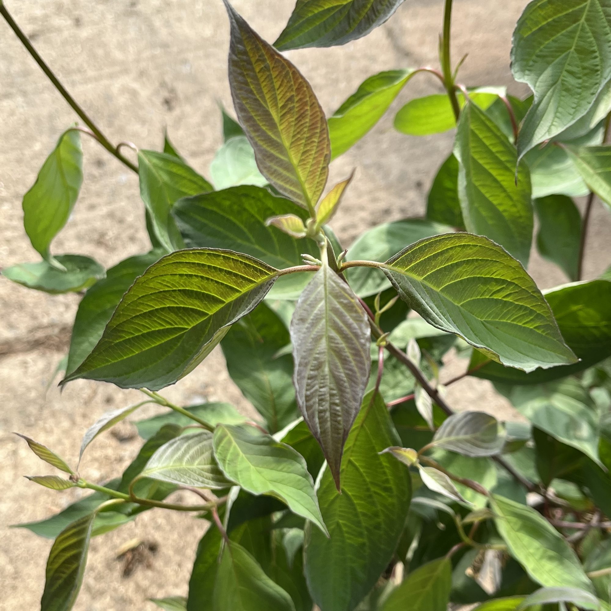 Cornus alba Nightfall - Cornus - Millais Nurseries