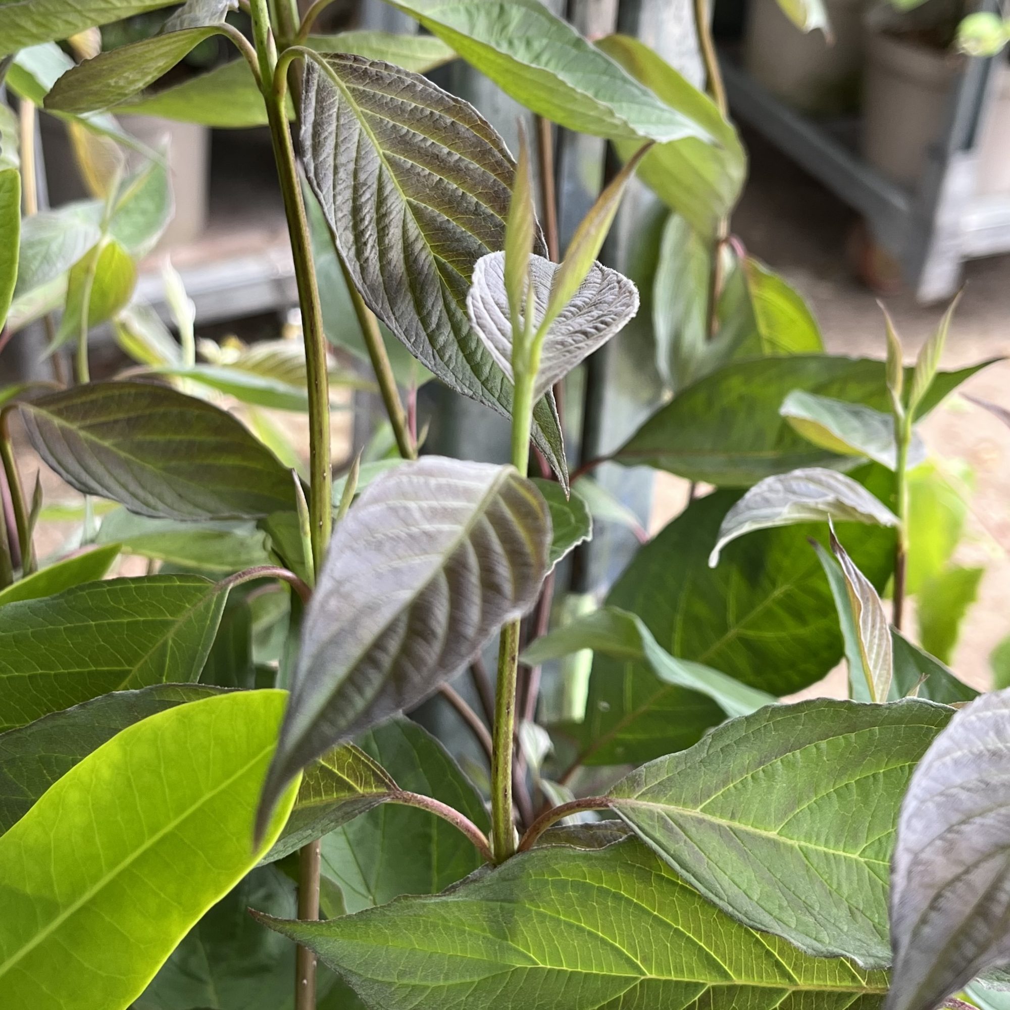 Cornus alba Nightfall - Cornus - Millais Nurseries