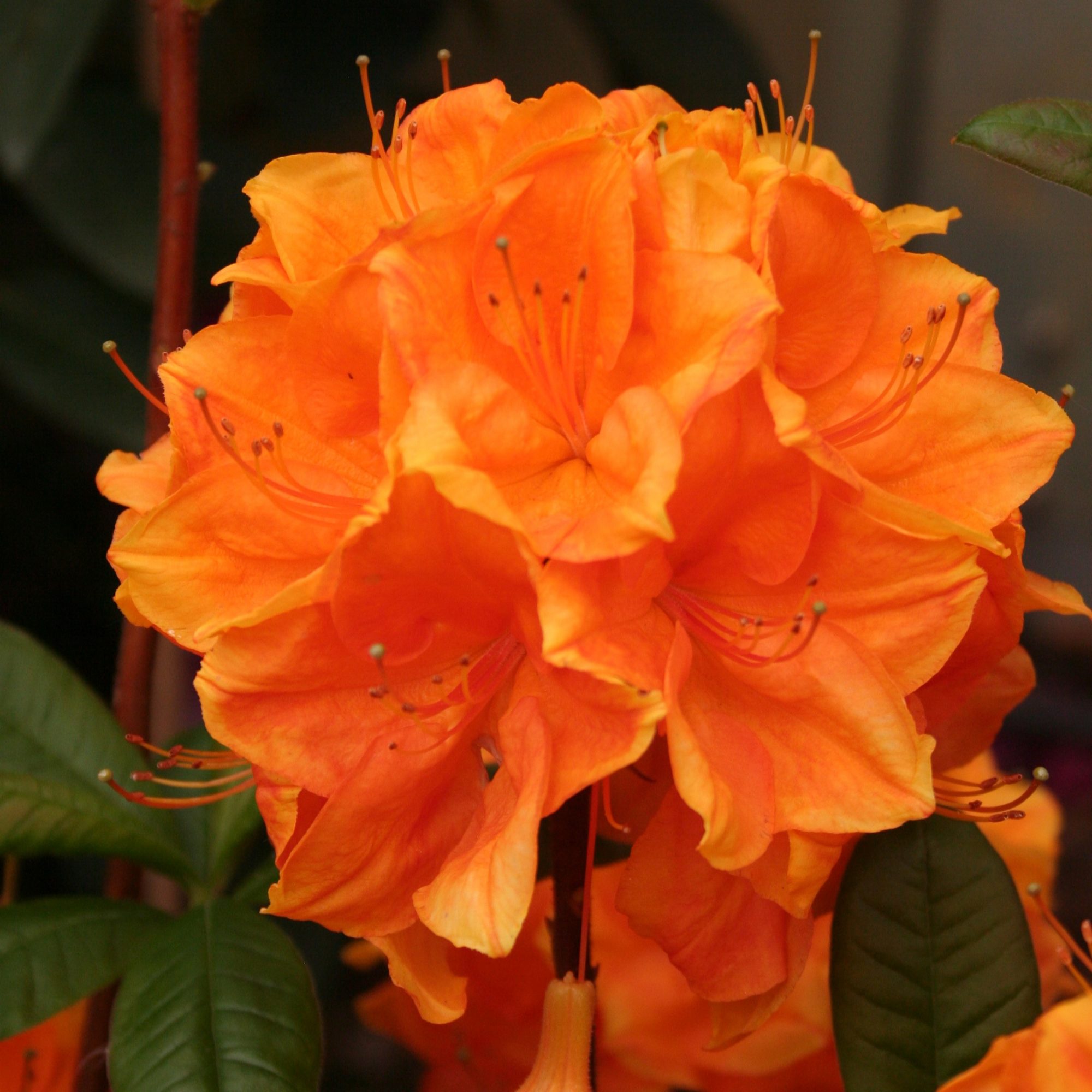 Deciduous Azalea Goldköpfchen (Gold Head) - Deciduous Azaleas - Millais ...