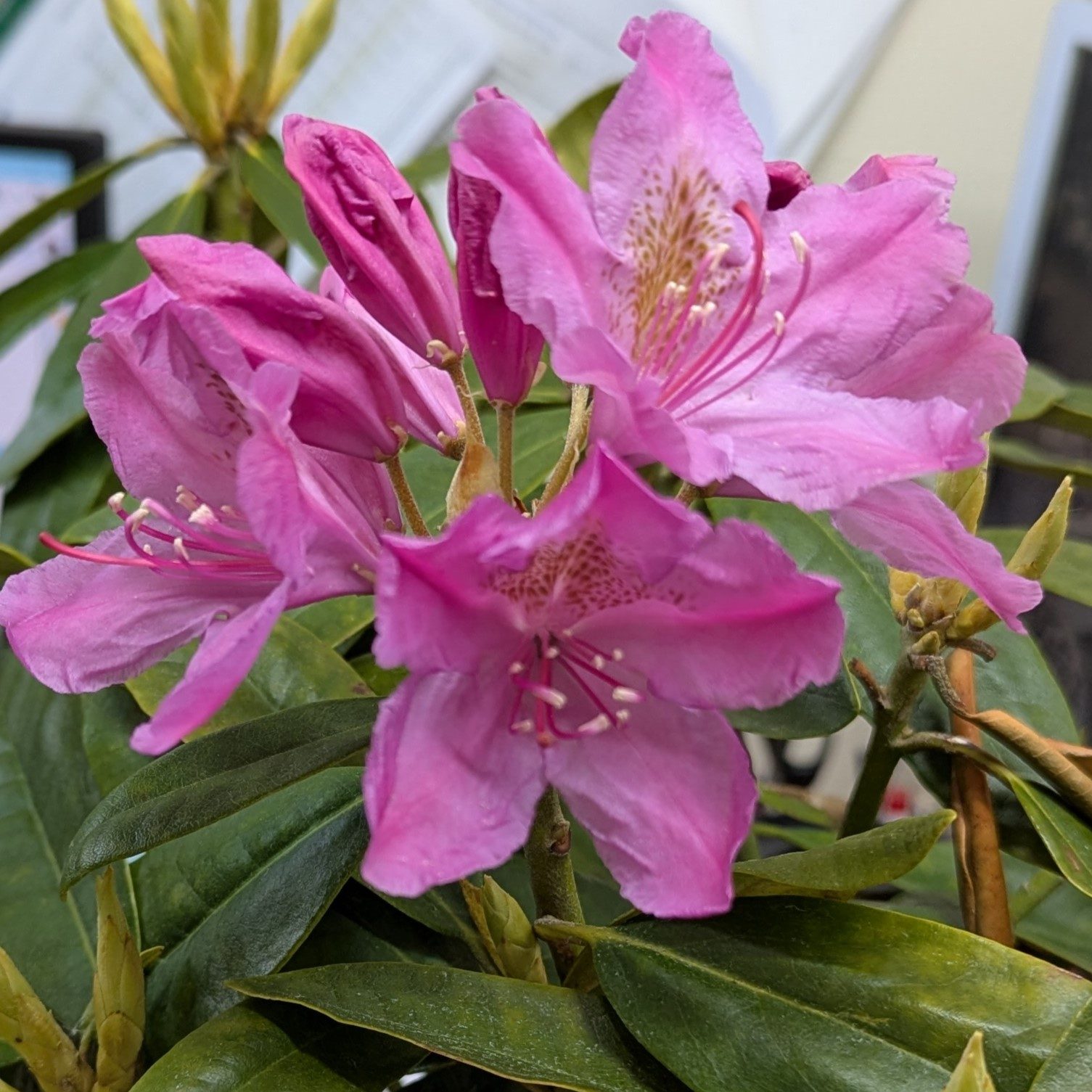 Rhododendron Pink Purple Dream - Tall Hybrid Rhododendrons - Millais ...