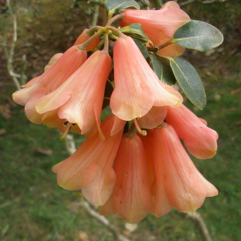 Rhododendron cinnabarinum 'Nepal' LSH 21283 - Buy cinnabarinum ...