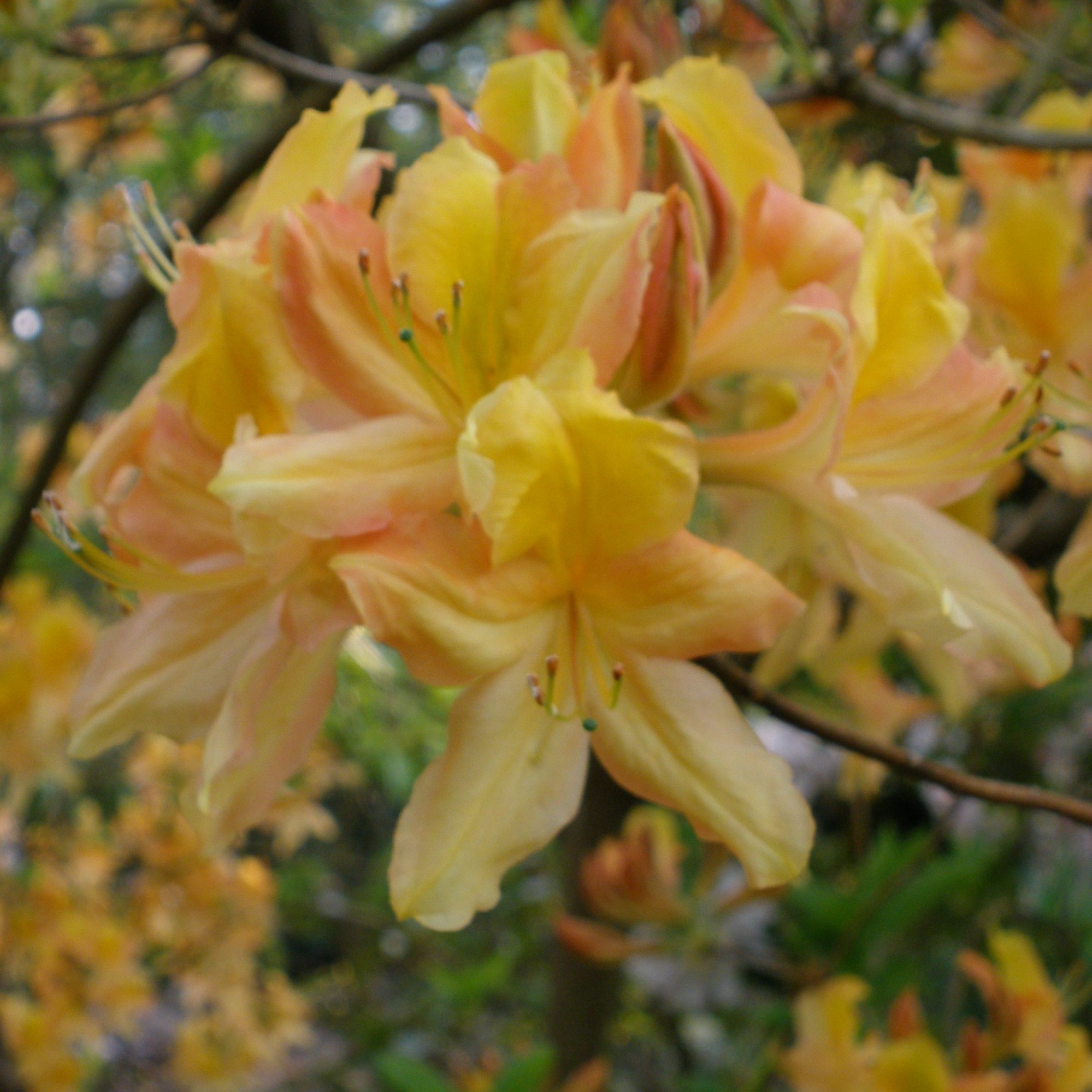 Knaphill Apricot Deciduous Azalea - Buy Rhododendron Knaphill Apricot ...