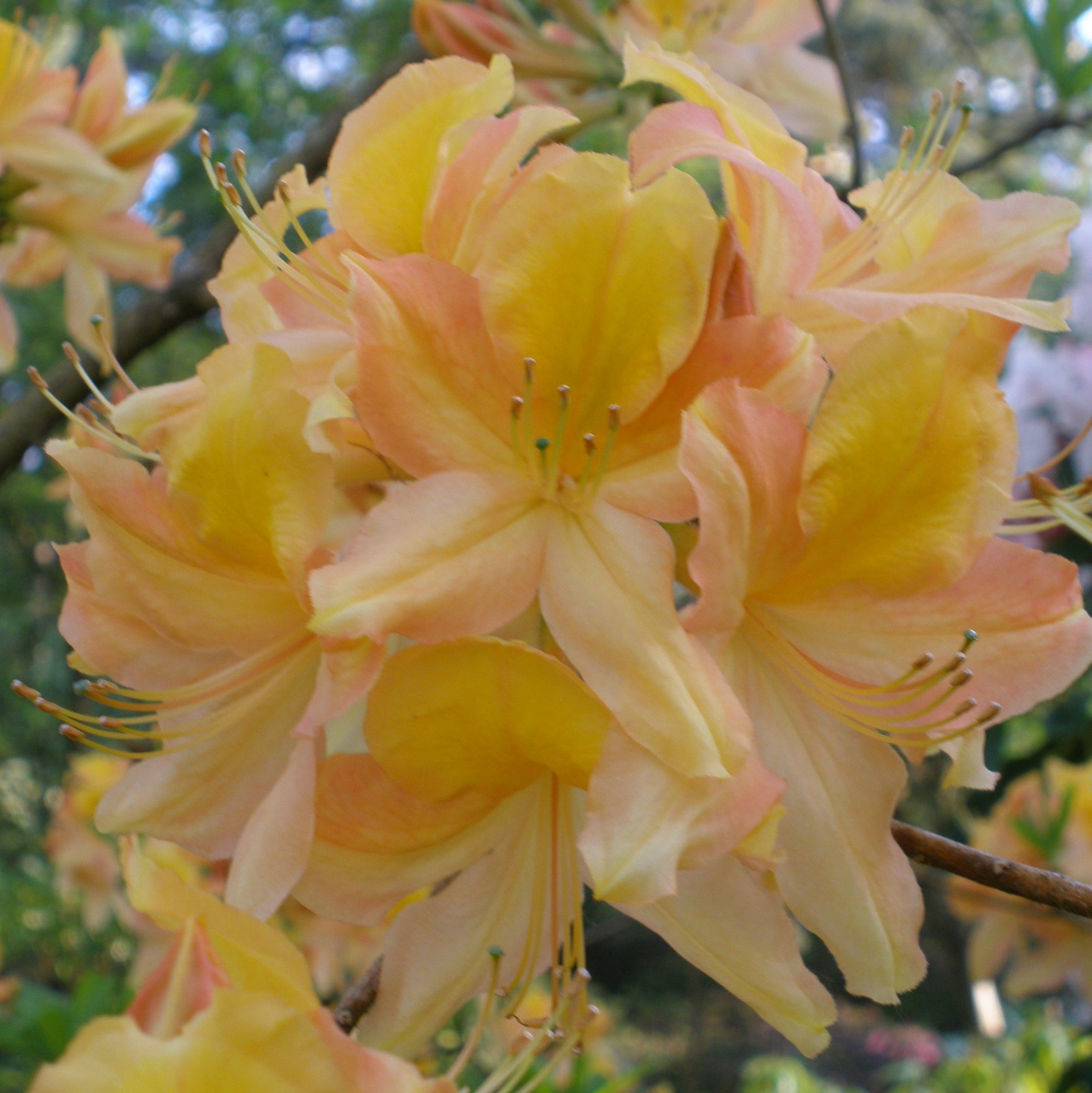 Knaphill Apricot Deciduous Azalea - Buy Rhododendron Knaphill Apricot ...