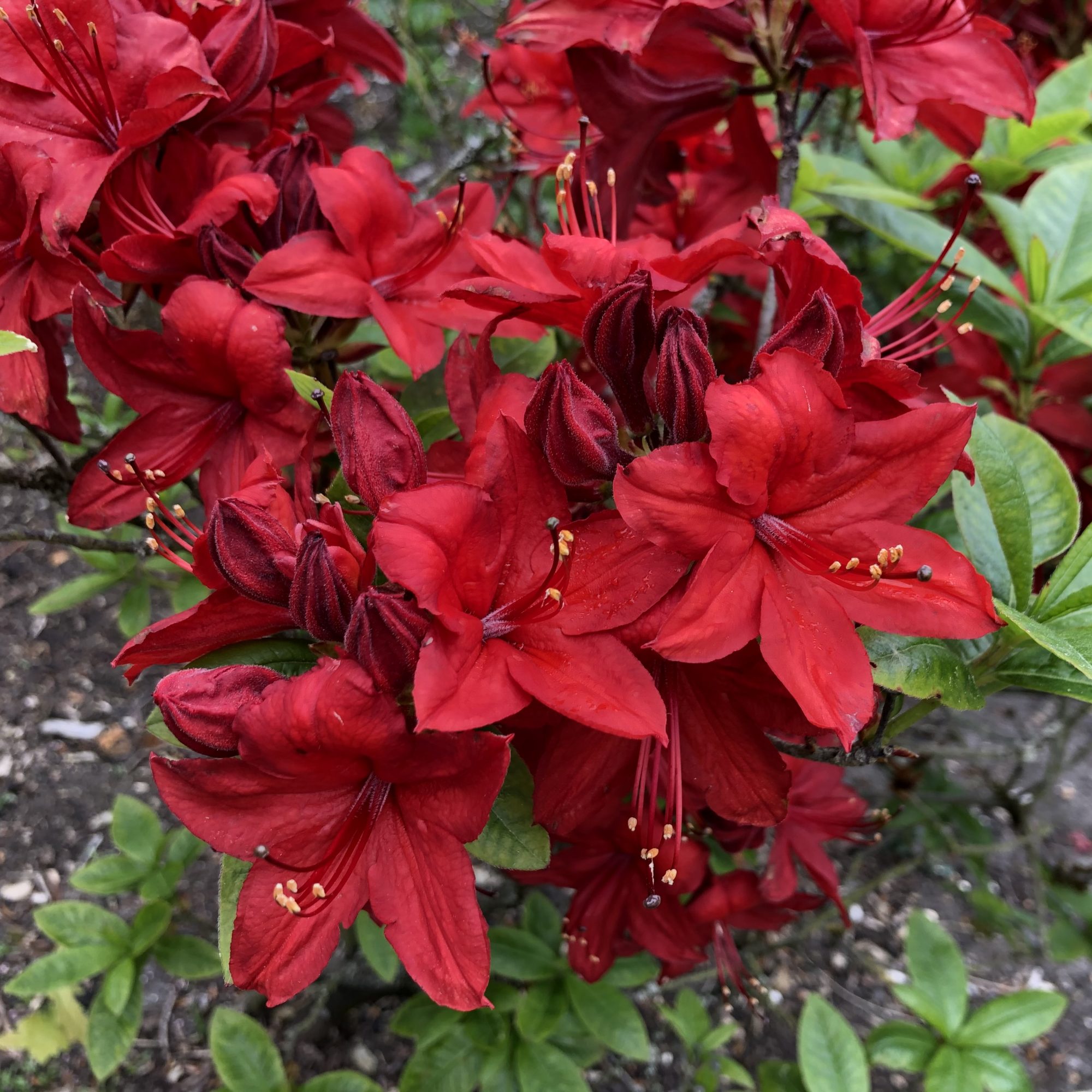 Knaphill Red Deciduous Azalea - Buy Rhododendron Knaphill Red online ...