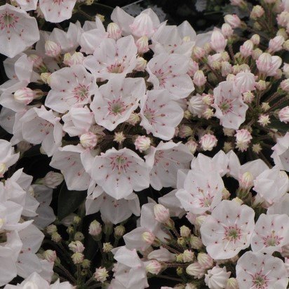 Kalmia latifolia ‘Elf’ - Choice Plants - Millais Nurseries