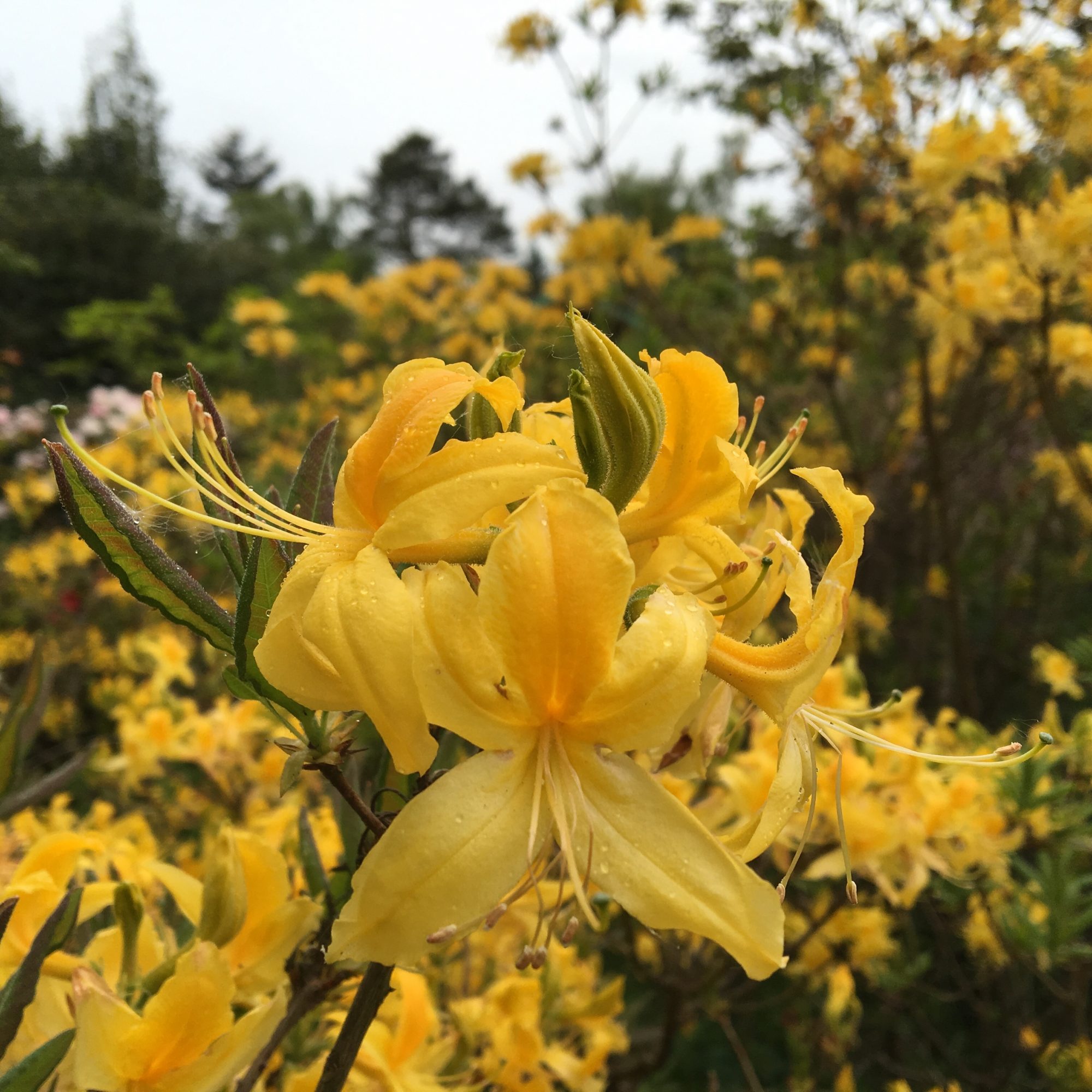luteum Deciduous Azalea - Buy Rhododendron luteum AGM online - Millais ...