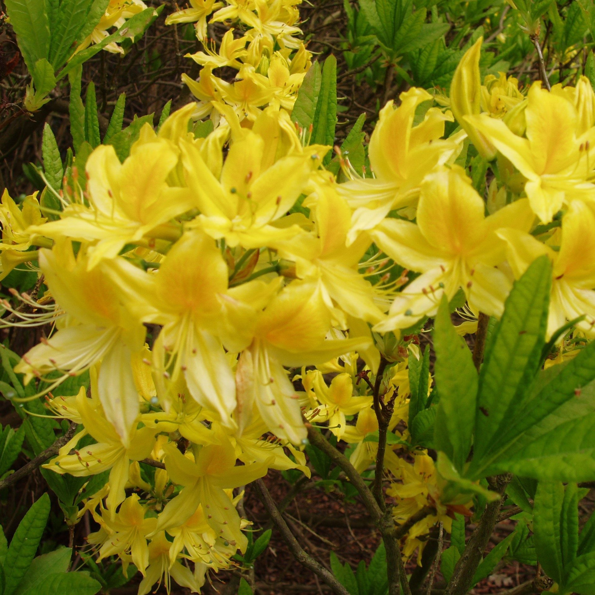 luteum Deciduous Azalea - Buy Rhododendron luteum AGM online - Millais ...