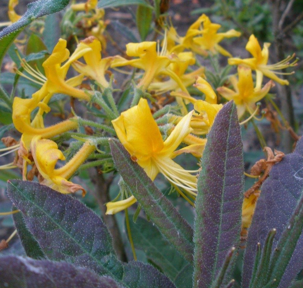 luteum Deciduous Azalea - Buy Rhododendron luteum 'Purple Leaf' online ...