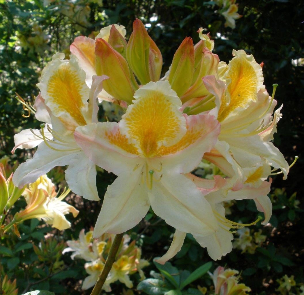 Deciduous Azalea Magnificum - Deciduous Azaleas - Millais Nurseries