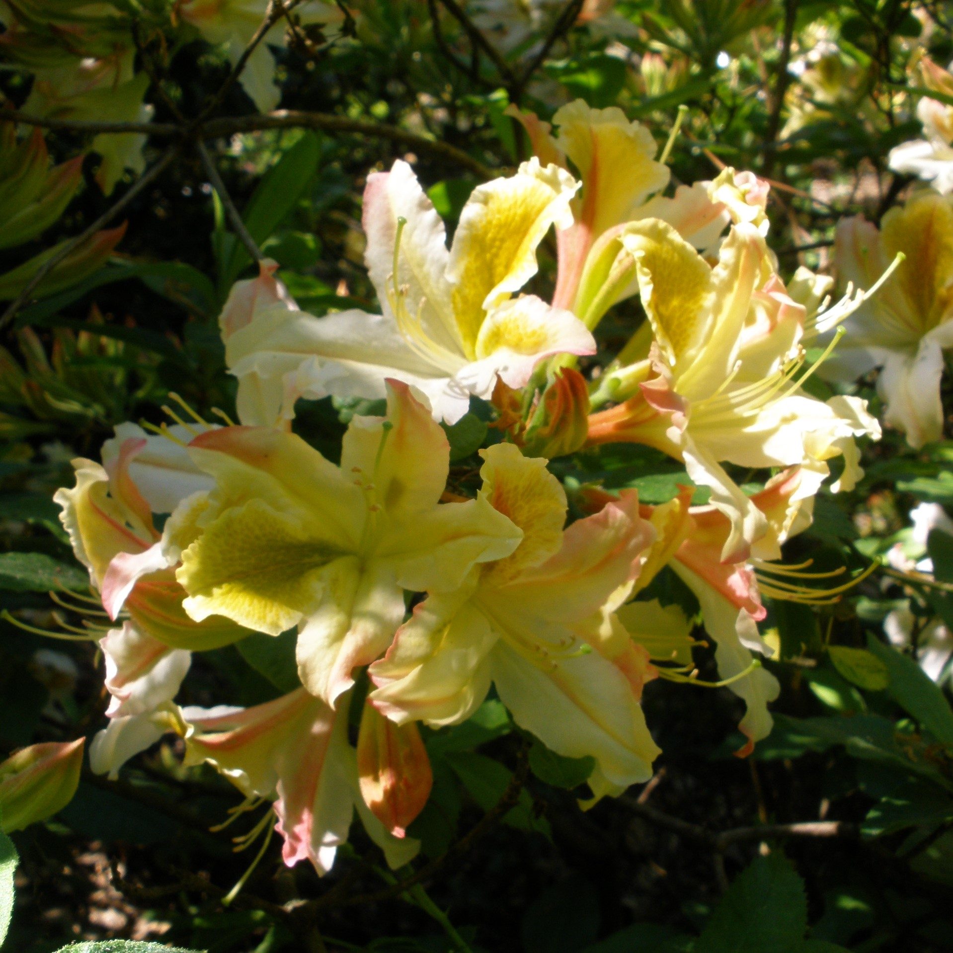 Deciduous Azalea Magnificum - Deciduous Azaleas - Millais Nurseries