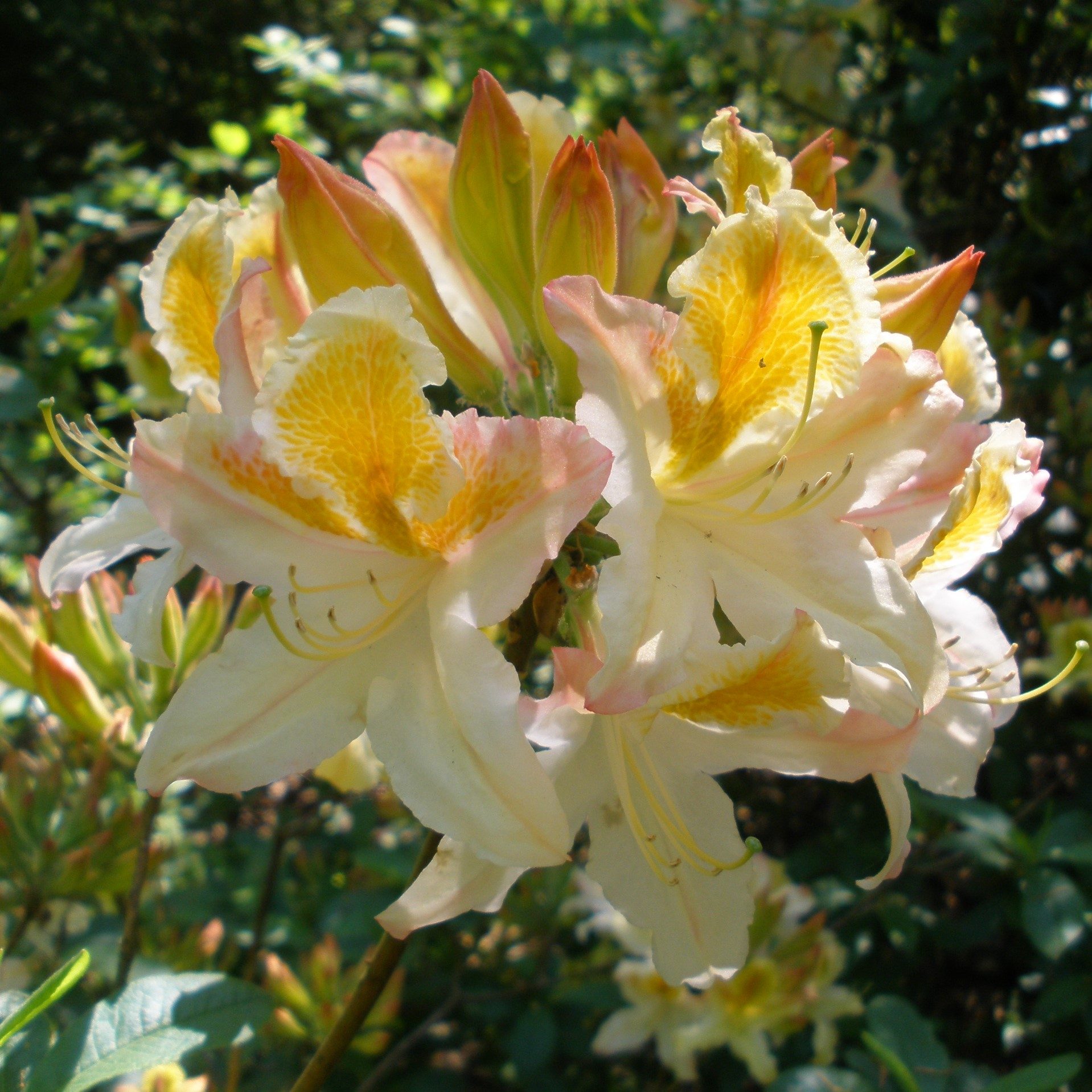 Deciduous Azalea Magnificum - Deciduous Azaleas - Millais Nurseries