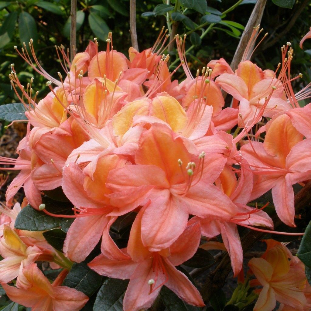 Deciduous Azalea Midsummer Coral - Deciduous Azaleas - Millais Nurseries