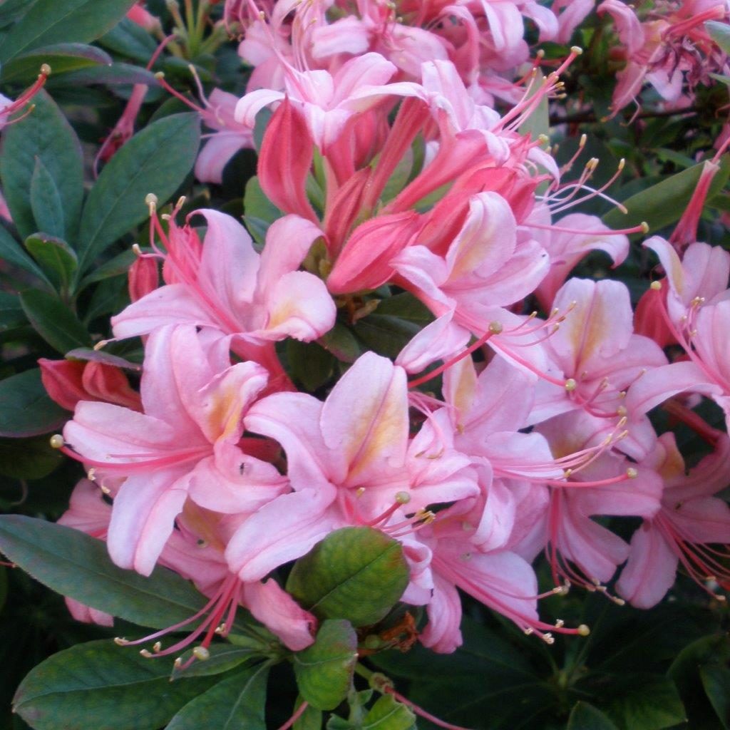 Deciduous Azalea Midsummer Girl - Deciduous Azaleas - Millais Nurseries